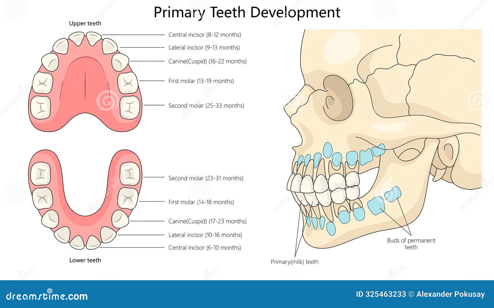 Primary Teeth Development Diagram Medical Science Stock Illustration ...