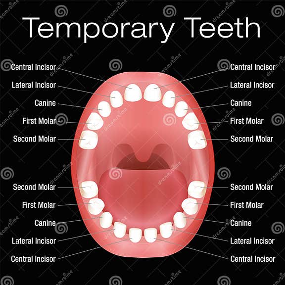 Primary Teeth Names stock vector. Illustration of dentist - 62366948