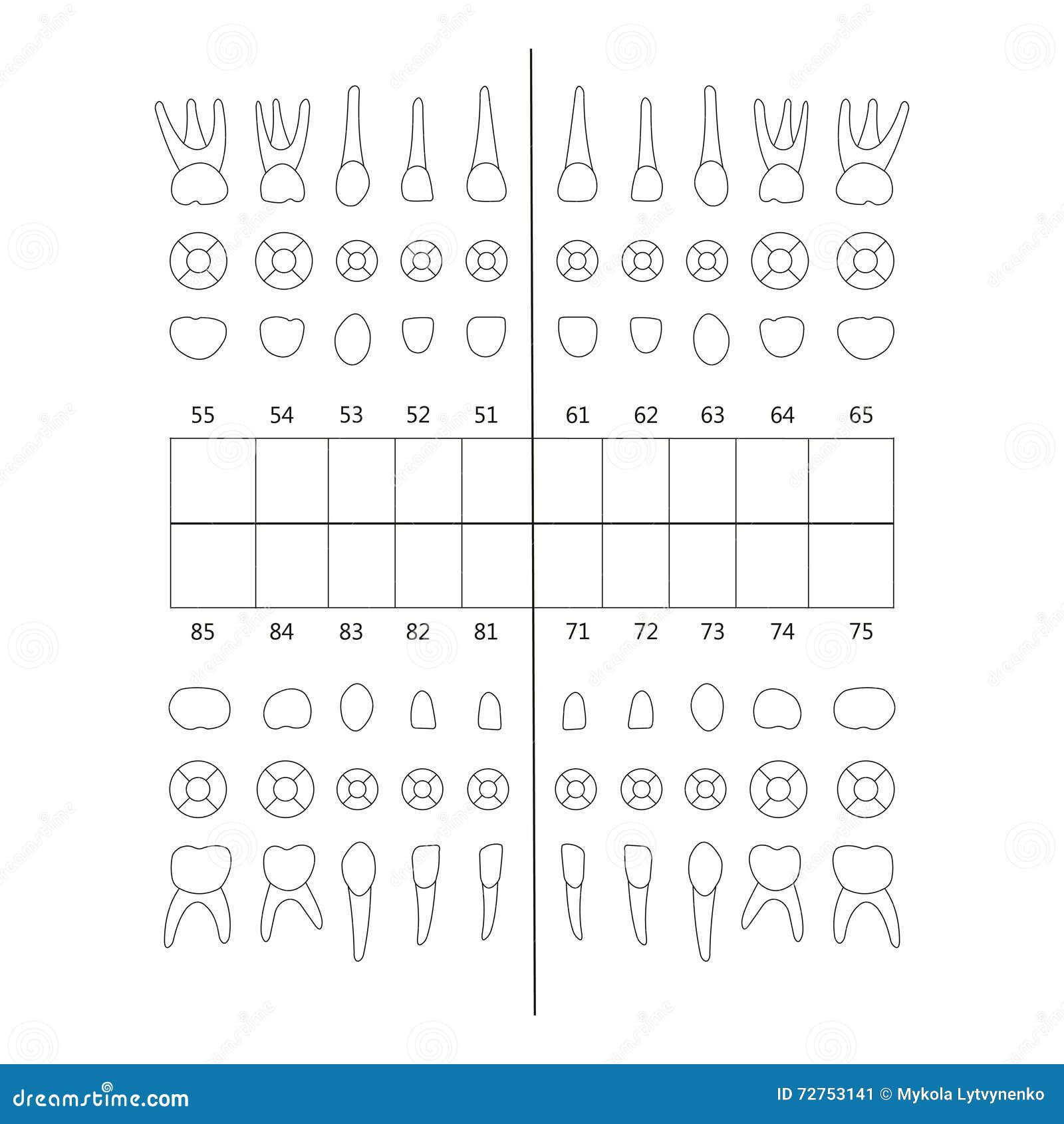 Primary Tooth Arrival Chart. Child Teeth Dentition Anatomy. Primary ... Primary Tooth Arrival Chart. Child Teeth Dentition Anatomy. Primary ...
