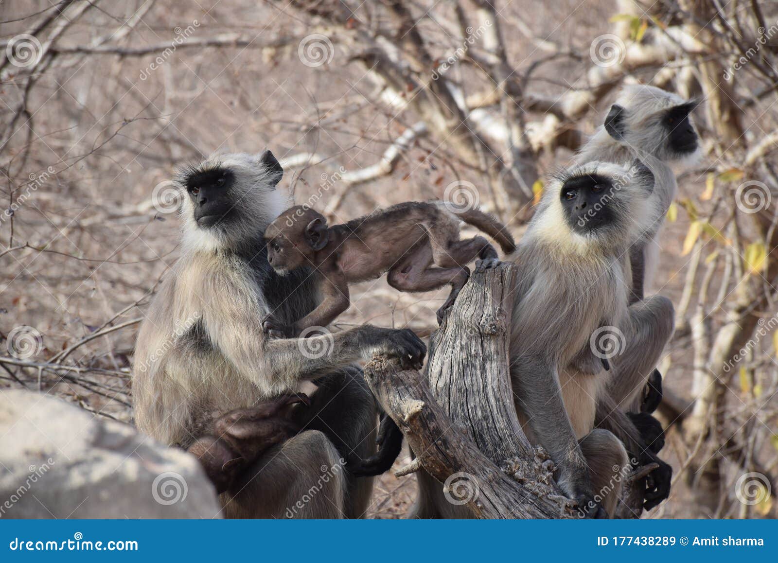 Primate family stock image. Image of primate, family - 177438289