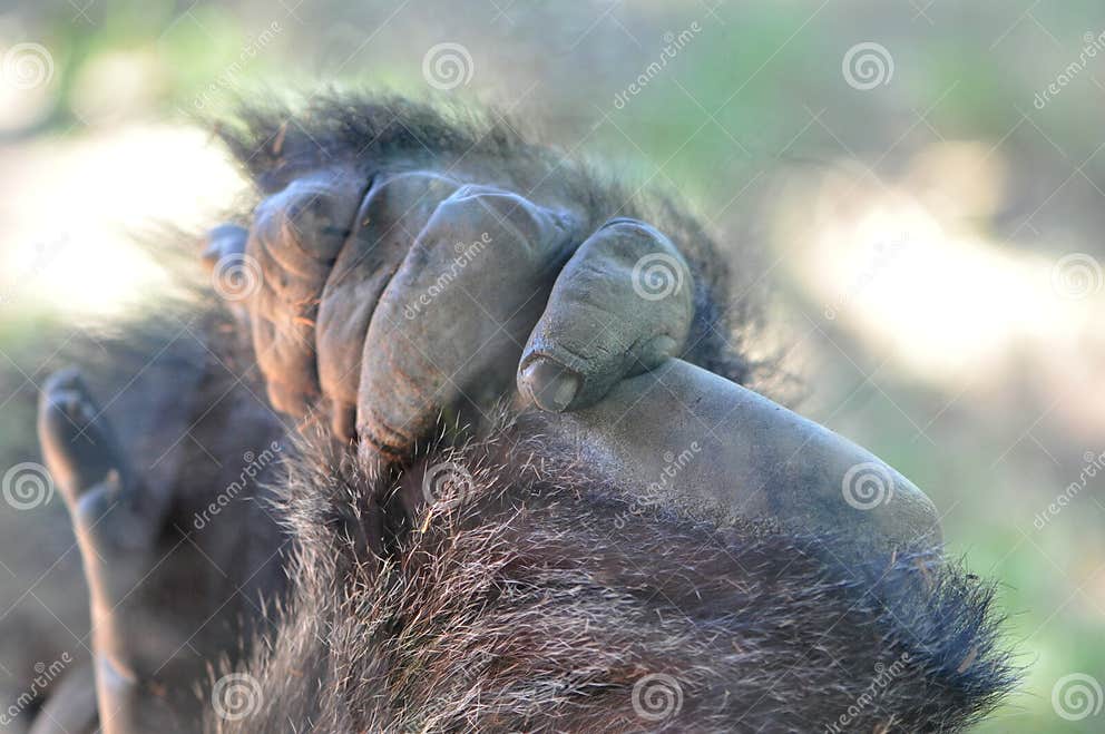 Primate Hand stock photo. Image of black, foot, primate - 21760674