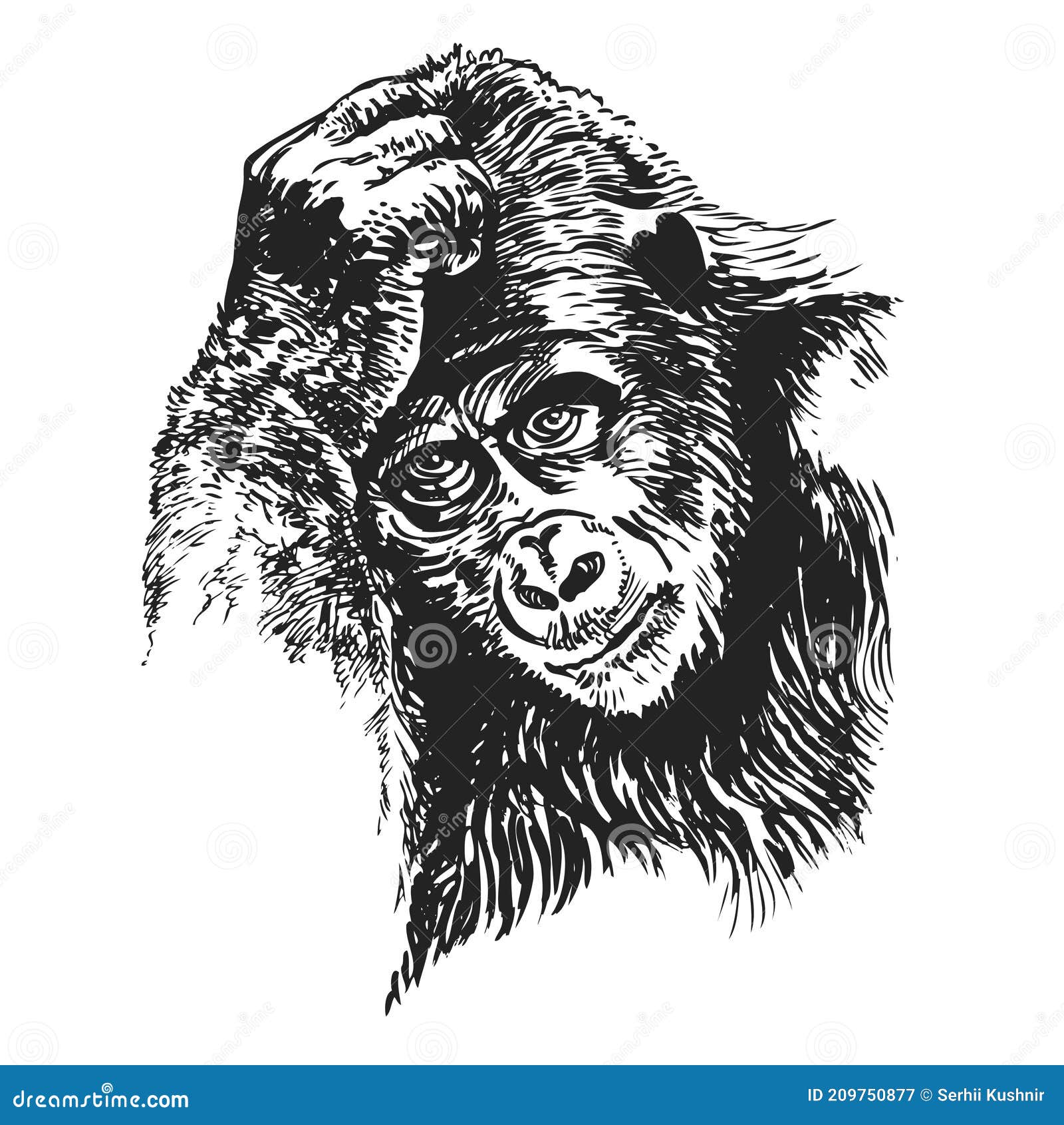 Primate Head Close-up. Graphically Hand-drawn Sketch Drawing Stock ...