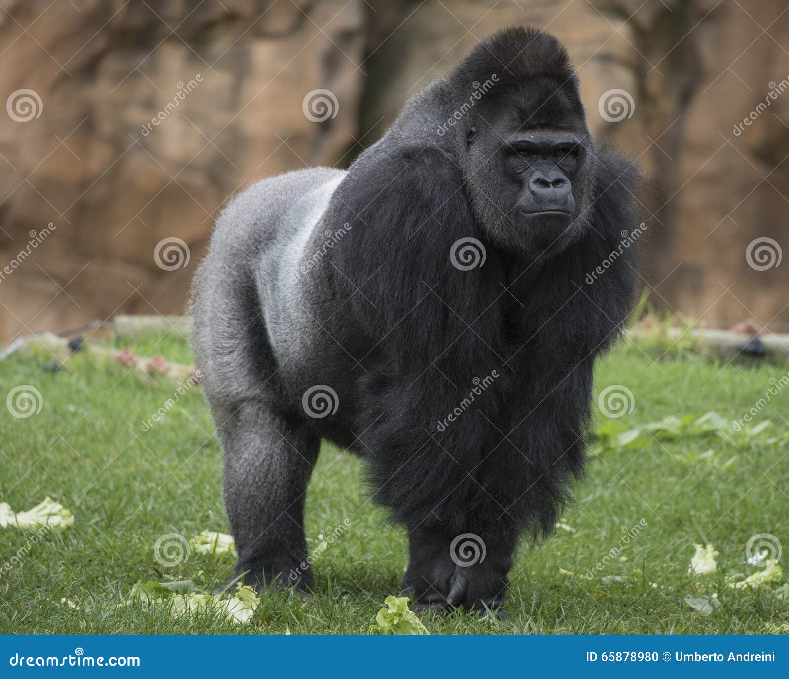 Primate stock photo. Image of ancestor, intelligent, ancestors - 65878980