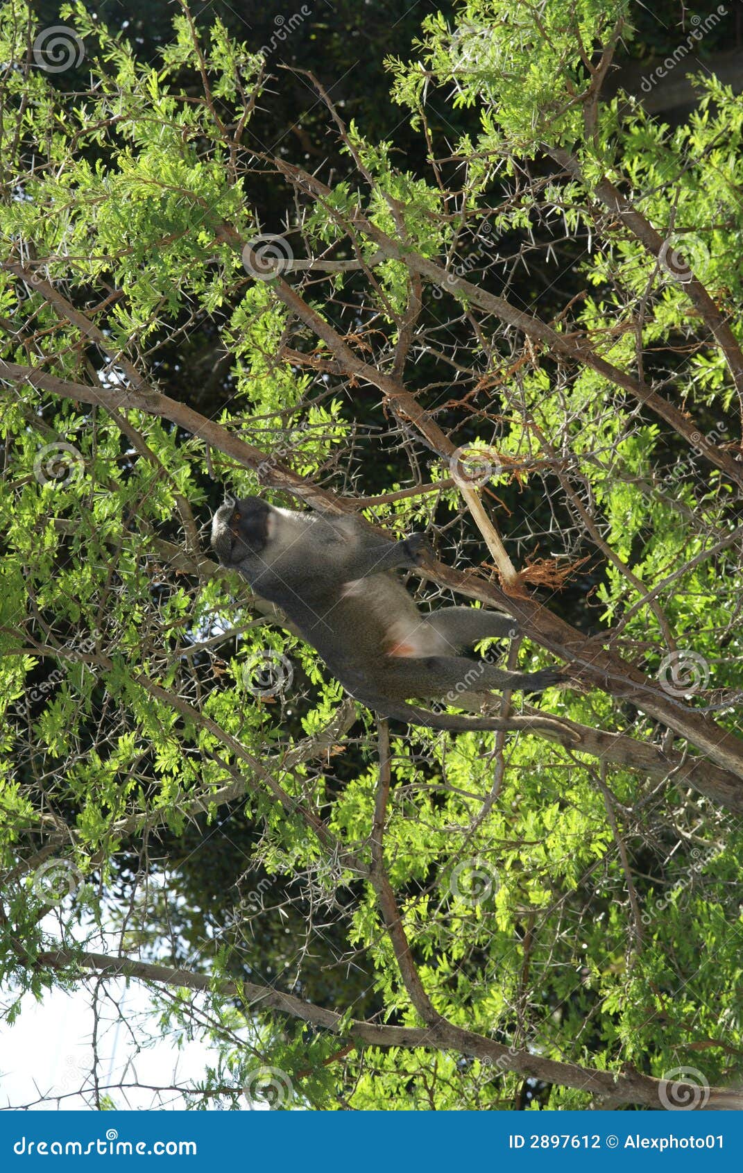 Primate in tree stock photo. Image of branches, tree, primates - 2897612