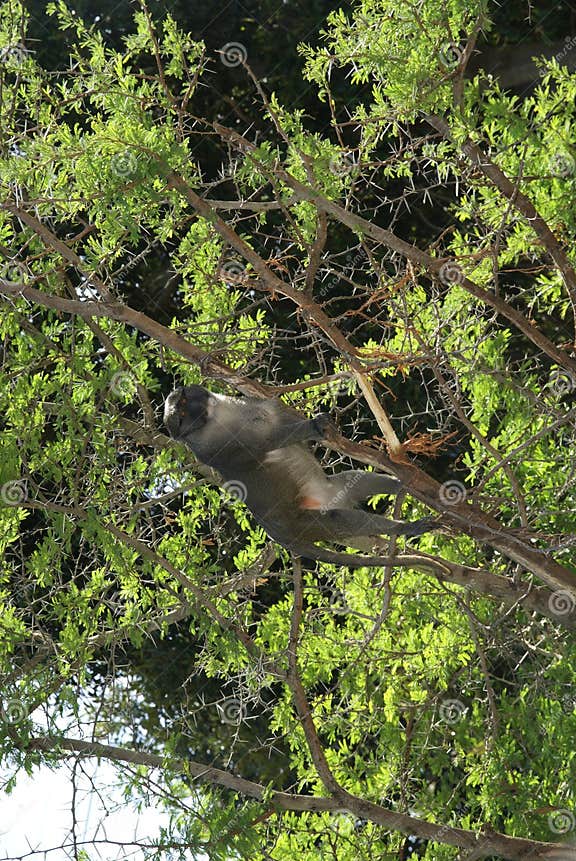 Primate in tree stock photo. Image of branches, tree, primates - 2897612