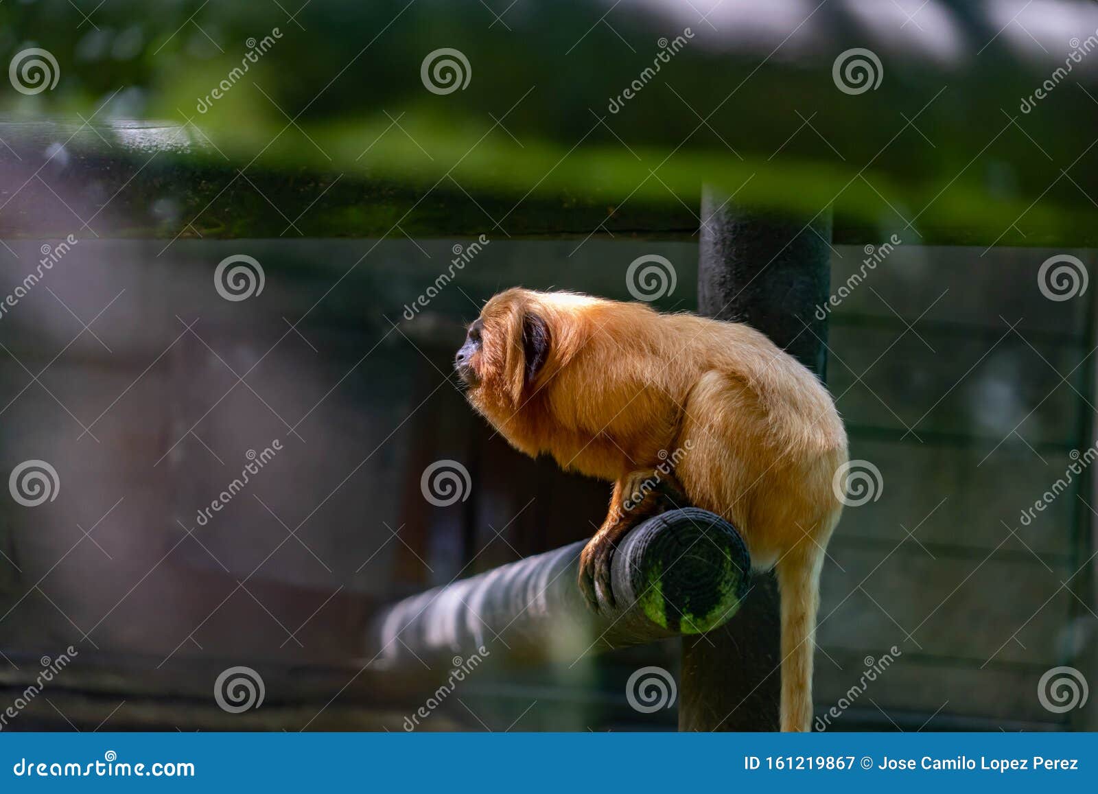Primate in a zoo stock image. Image of colorful, beauty - 161219867
