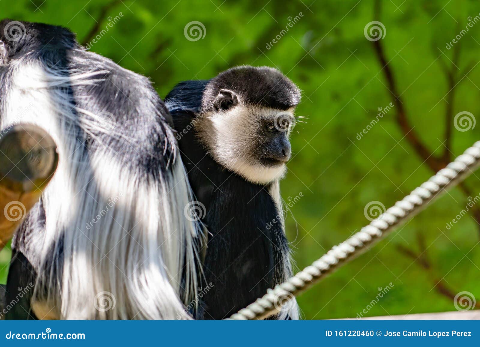 Primate in a zoo stock photo. Image of fauna, cute, brown - 161220460