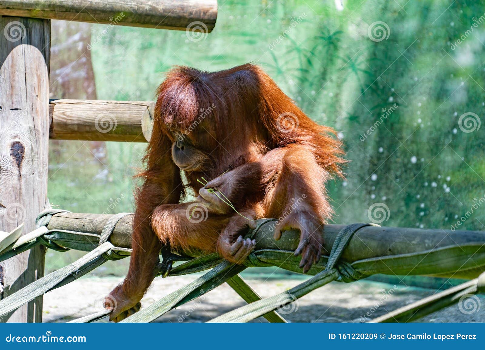 Primate in a zoo stock image. Image of jungle, environment - 161220209