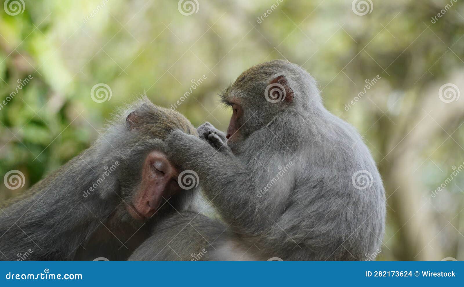 Primates Grooming Each Other with One Primate Touching the Head of the ...