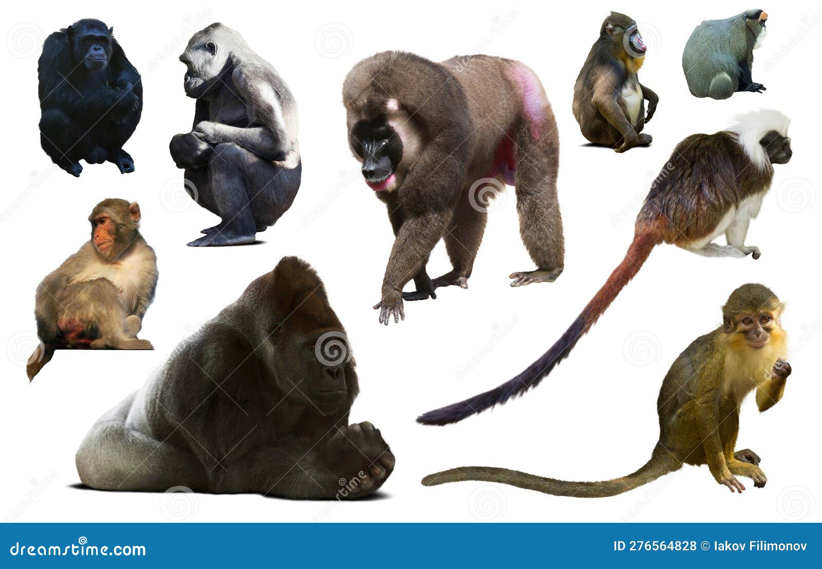 Primates isolated on white stock photo. Image of africa - 276564828