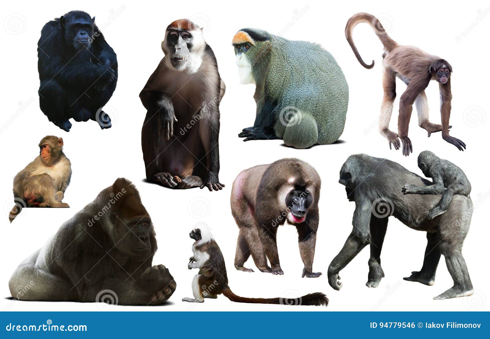 Species Of Primates