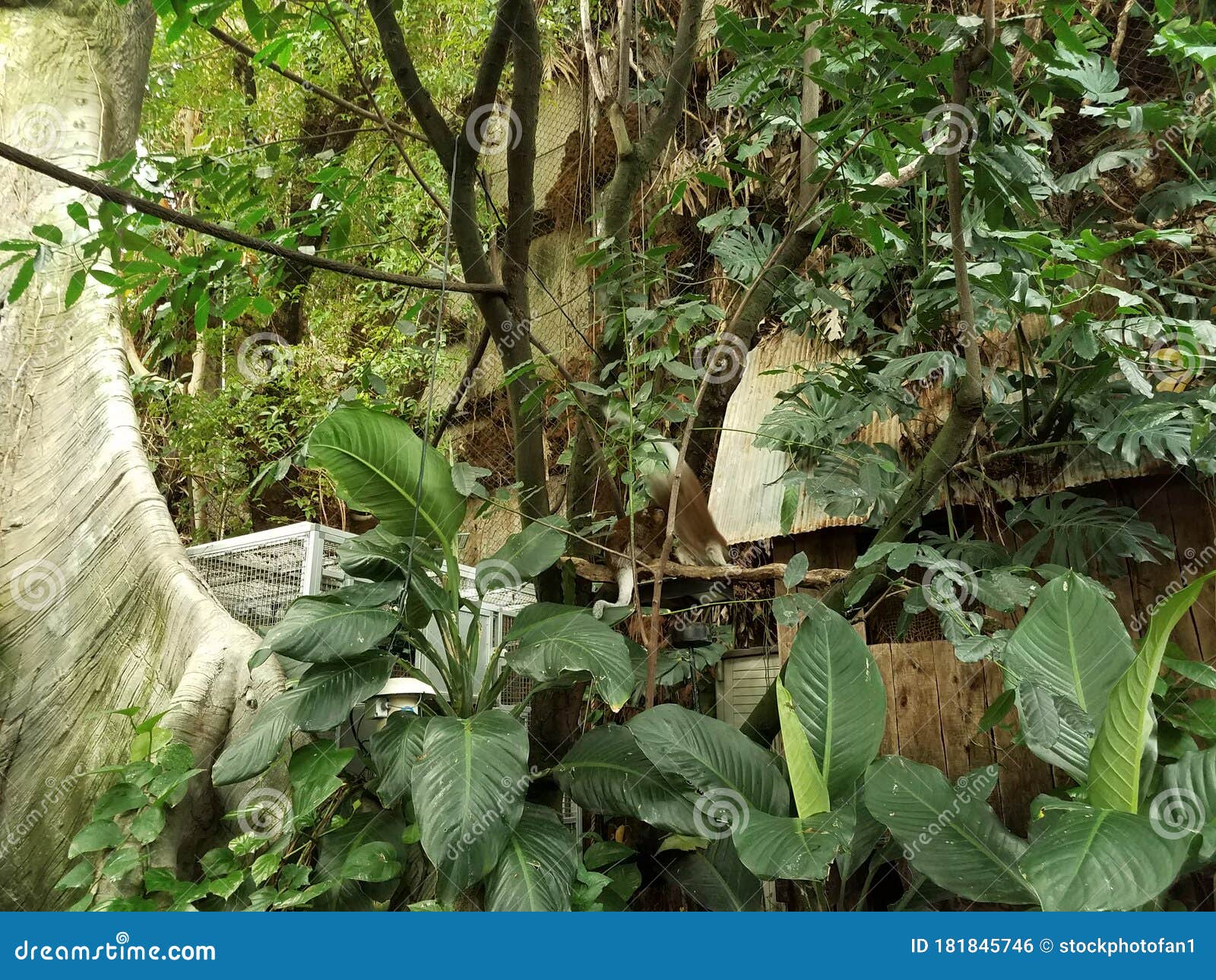 Primates with Long Tails in Trees with Green Leaves Stock Photo - Image ...