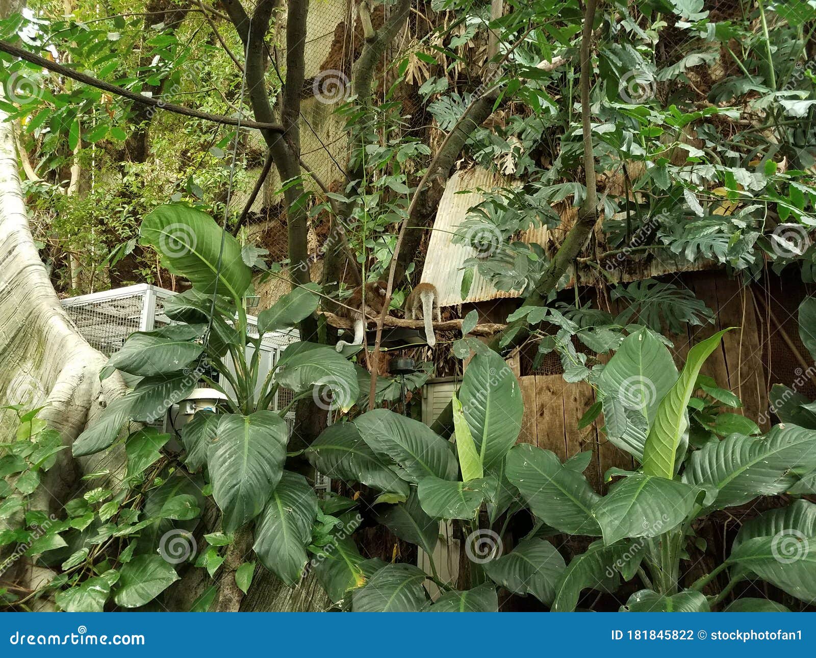 Primates with Long Tails in Trees with Green Leaves Stock Photo - Image ...