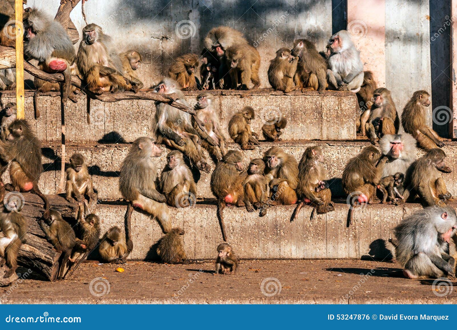 Primates stock photo. Image of female, brown, outdoor - 53247876