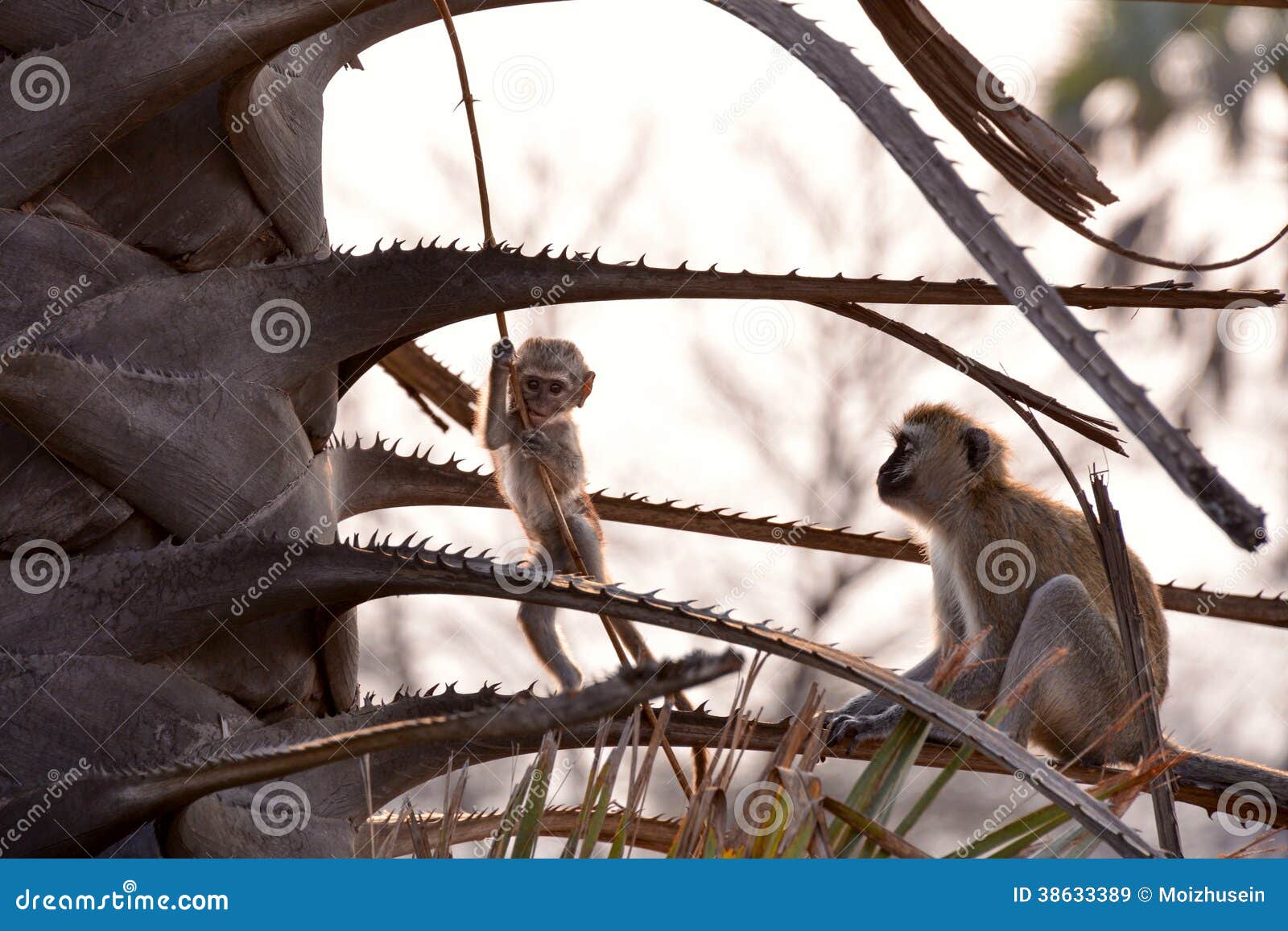 Primati della Tanzania immagine stock. Immagine di cespuglio - 38633389