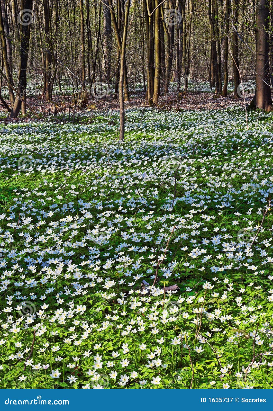 Primavera imagen de archivo. Imagen de colorido, bosque - 1635737