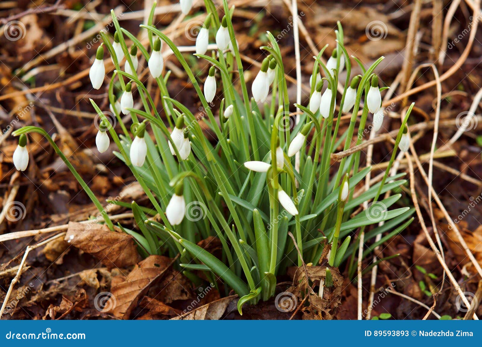 Primavera, Bucaneve, Fiore, Foresta, Prima, Bianca Immagine Stock ...