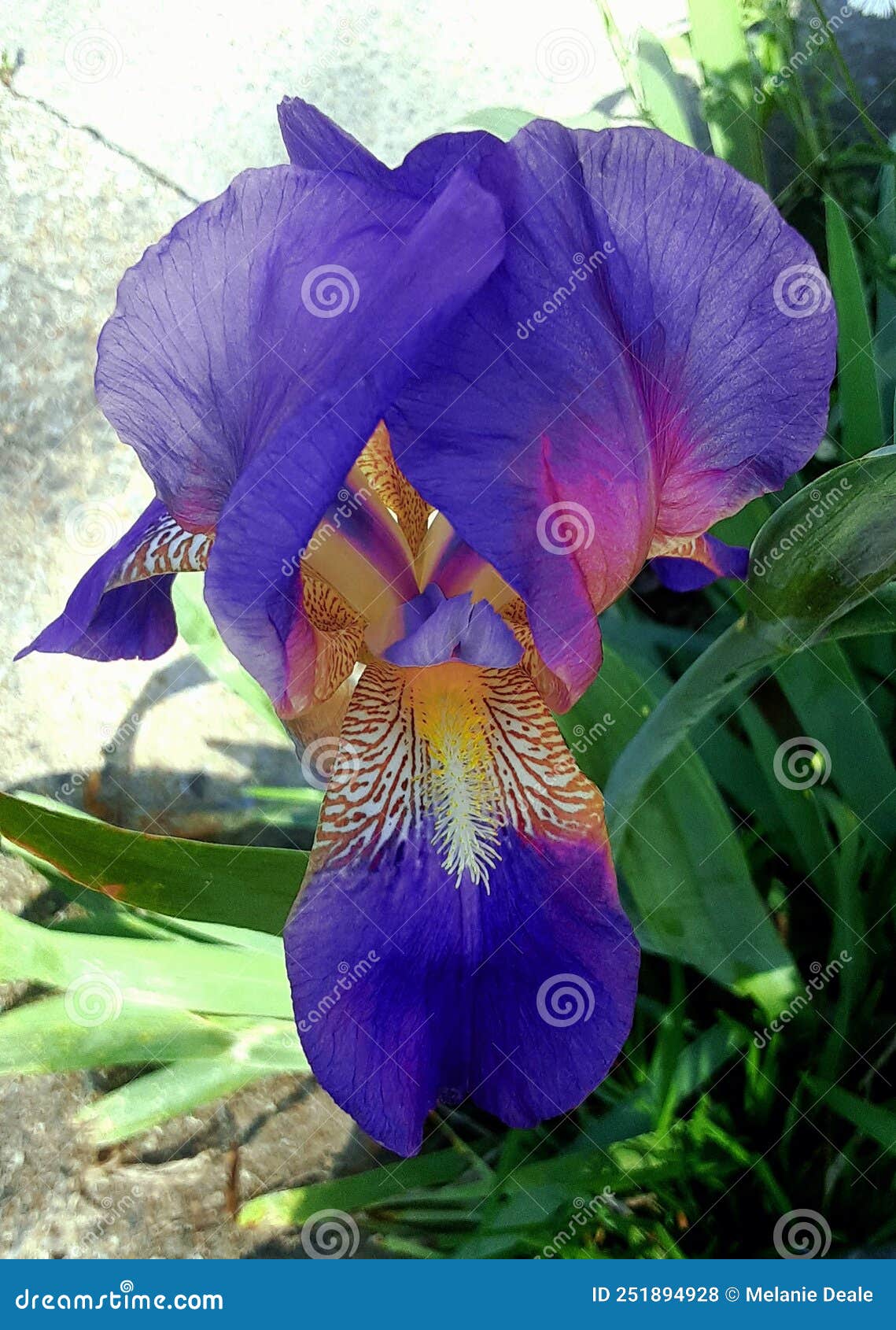 Primavera de iris morado foto de archivo. Imagen de rosa - 251894928