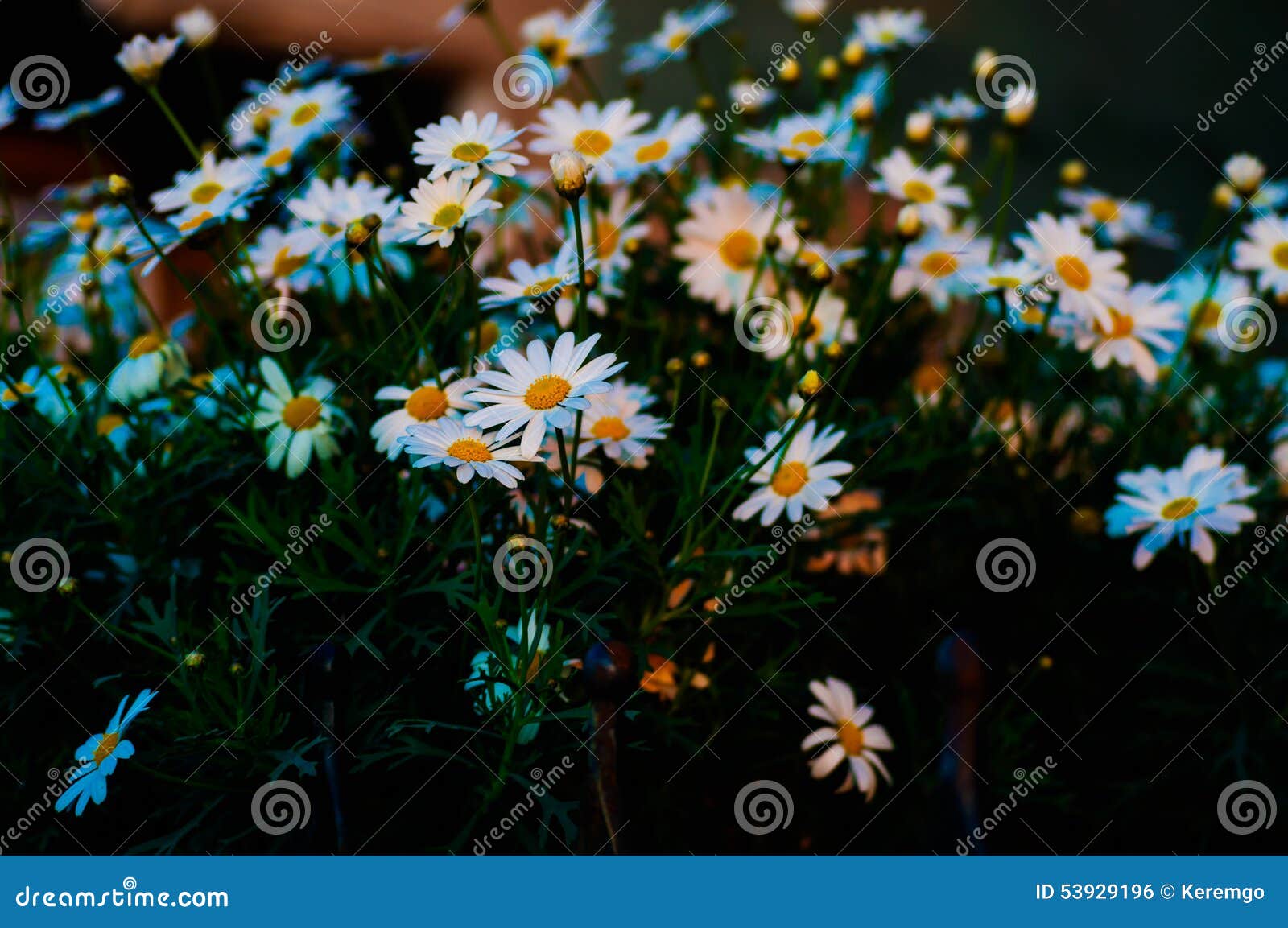 Primavera Di Daisy Flowers in Sunset of Fotografia Stock - Immagine di ...