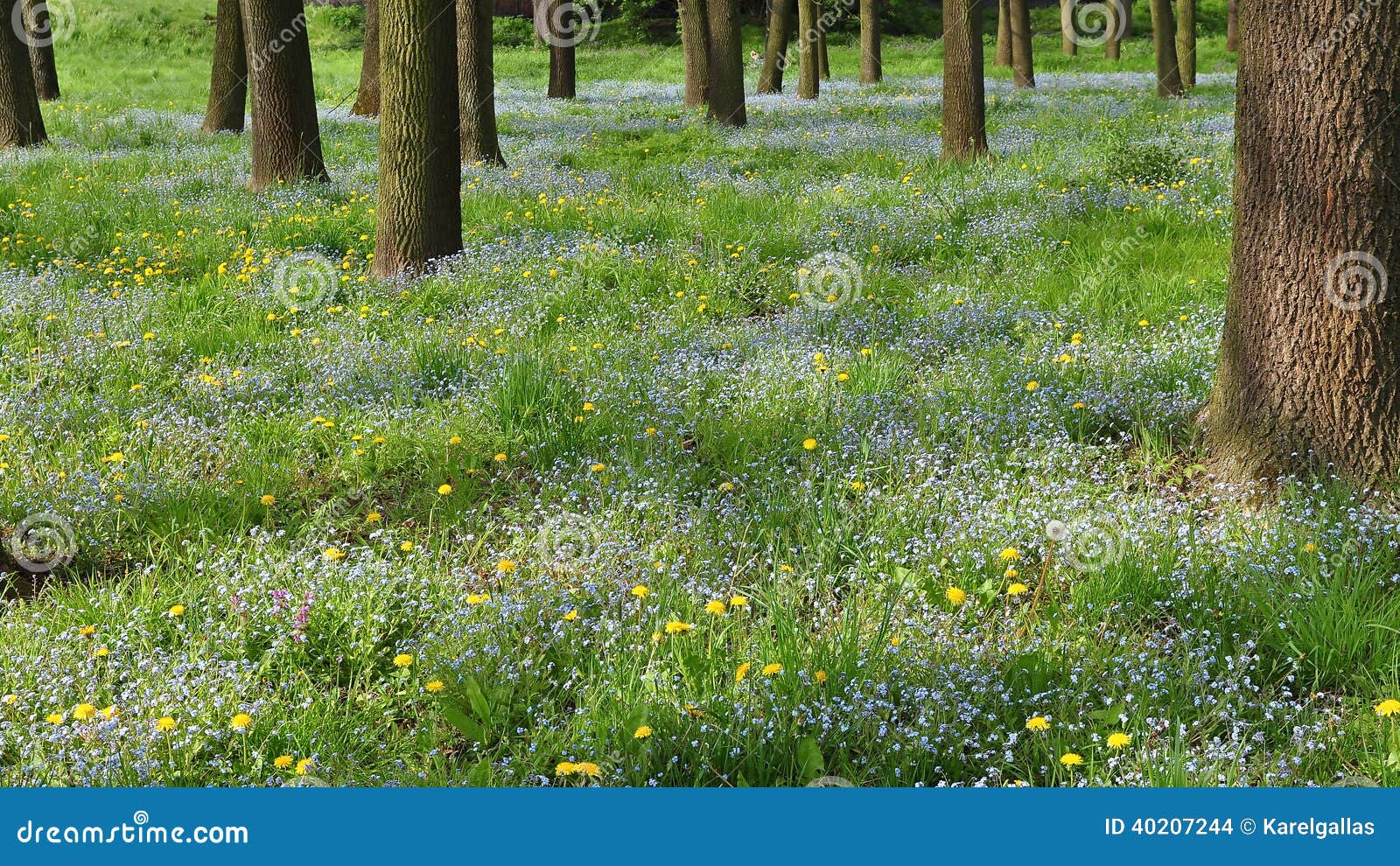 Primavera en el bosque foto de archivo. Imagen de porciones - 40207244