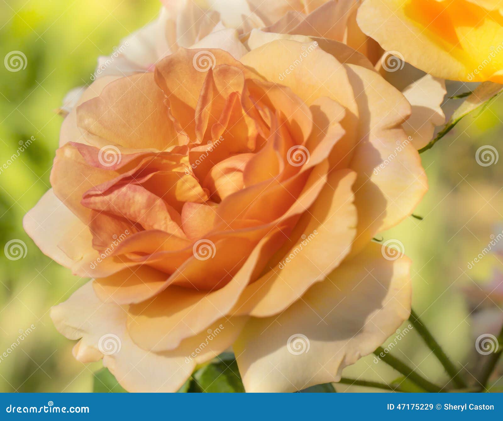 Primavera Rose Blossom immagine stock. Immagine di chiusura - 47175229