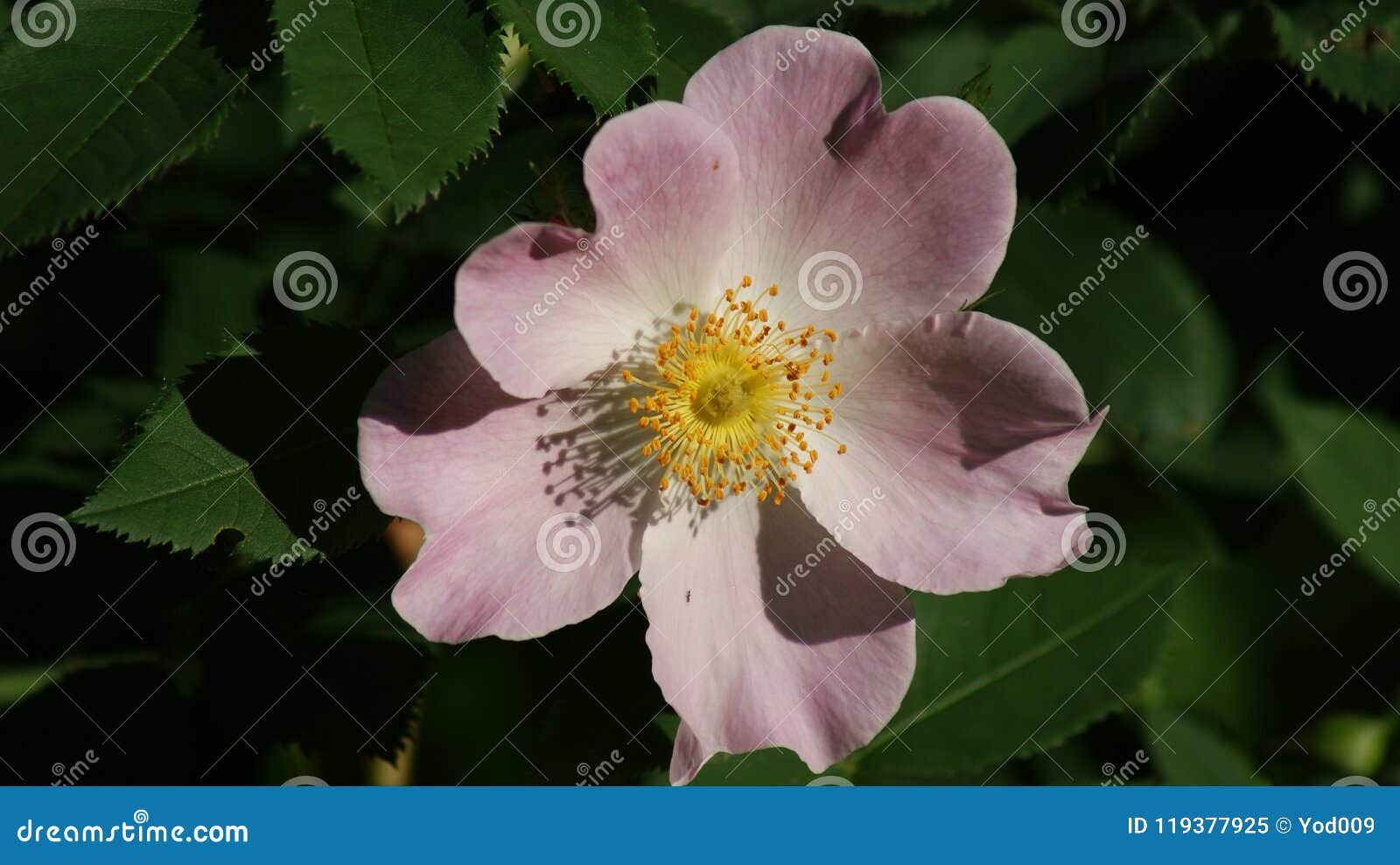 Primavera Rose salvaje imagen de archivo. Imagen de salvaje - 119377925