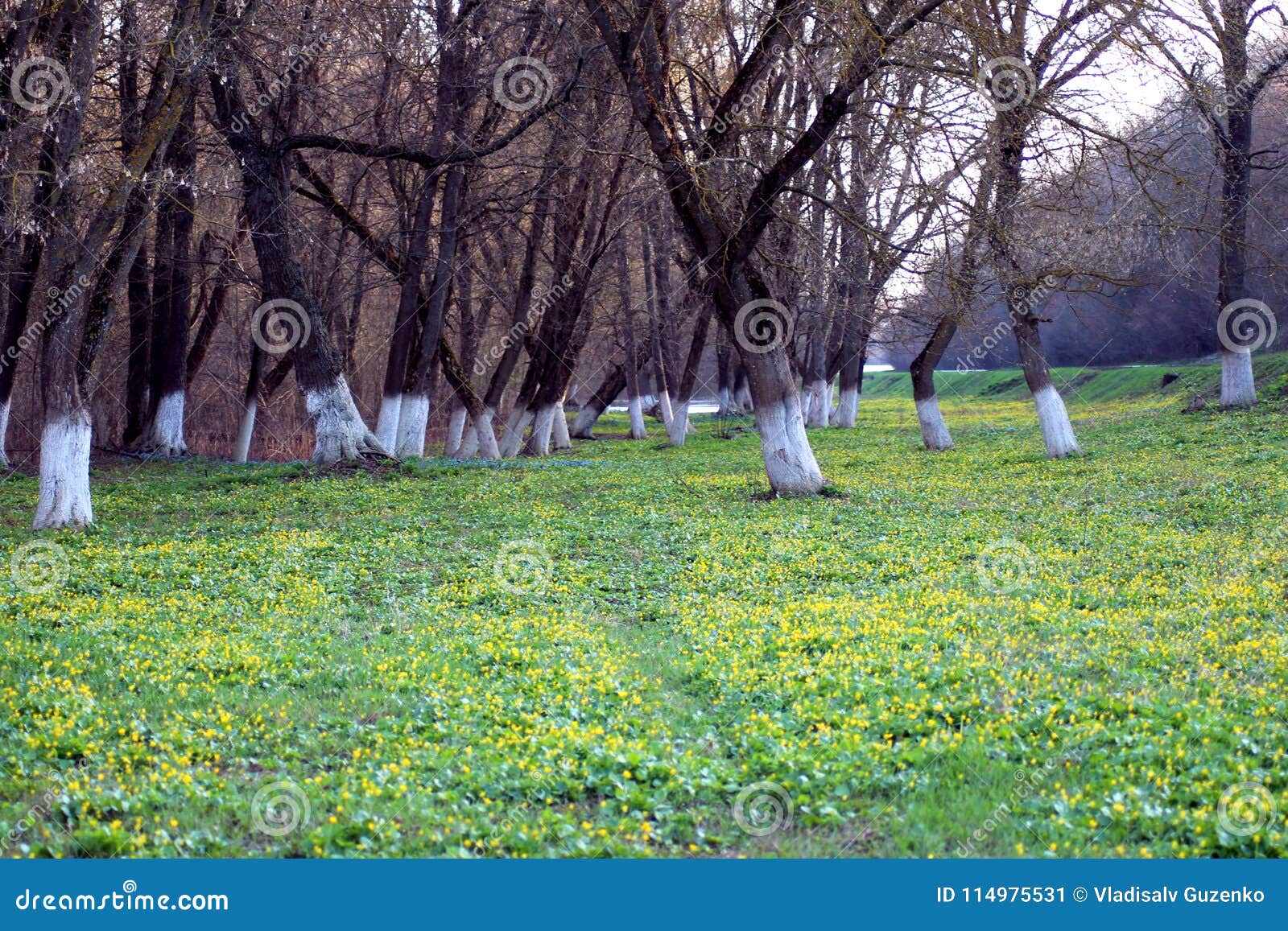 Primaveras En El Bosque De La Primavera Imagen de archivo - Imagen de ...