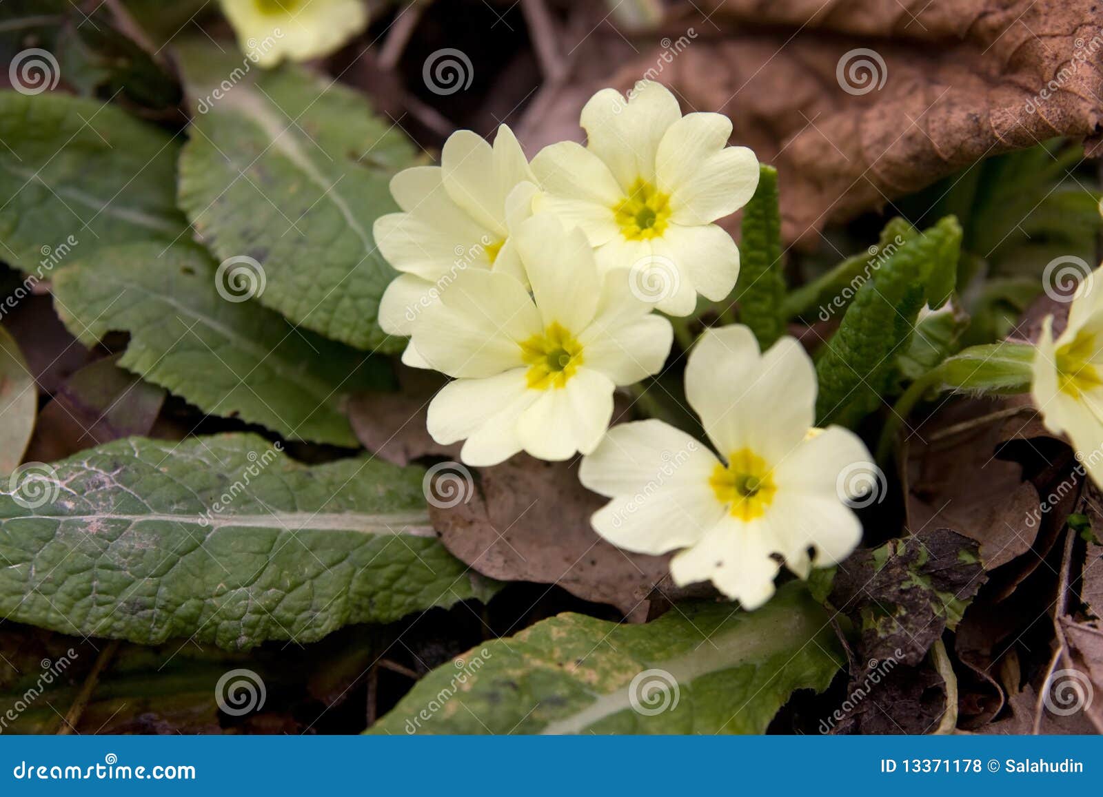 Primaverina fotografia stock. Immagine di presto, giallo - 13371178