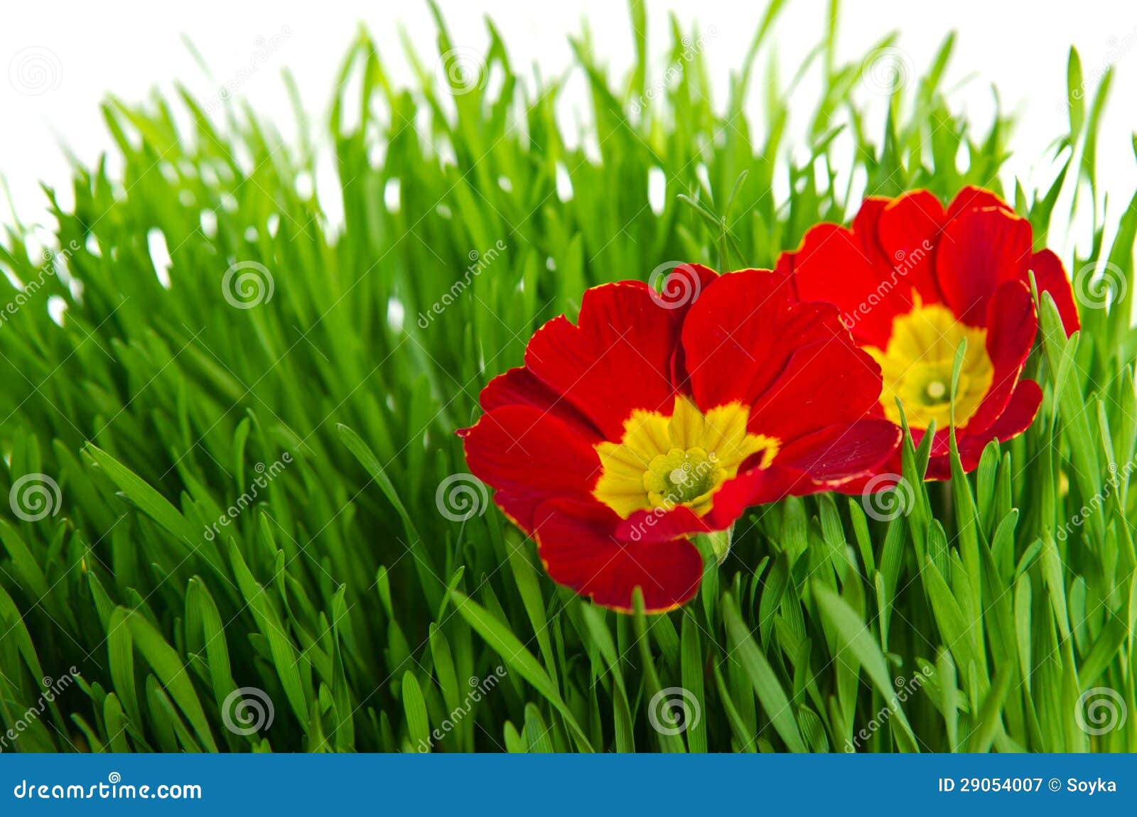 Primaverina immagine stock. Immagine di struttura, pianta - 29054007