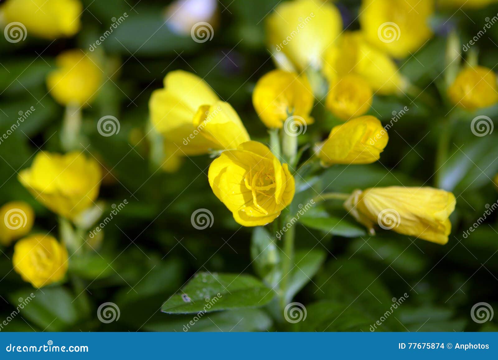 Primaverina fotografia stock. Immagine di naughty, alto - 77675874