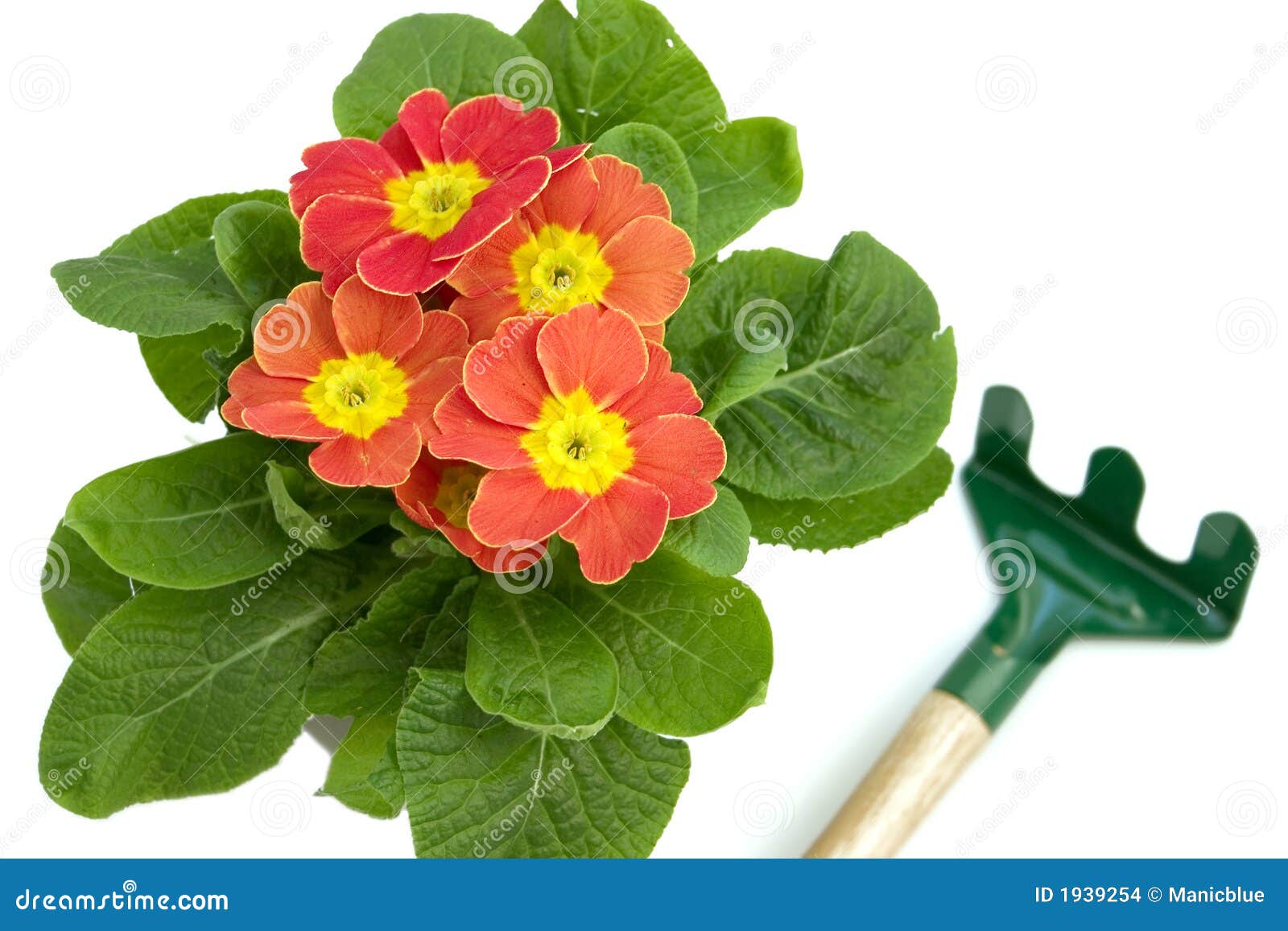 Primaverina Conservata in Vaso Fotografia Stock - Immagine di colorato ...