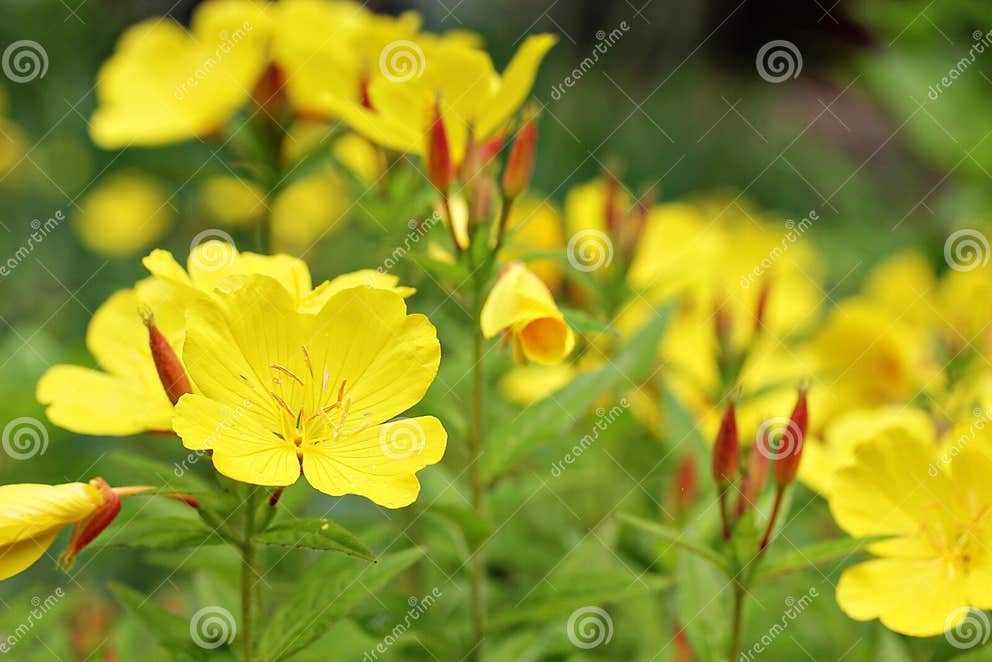 Primaverina gialla fotografia stock. Immagine di primula - 14750756