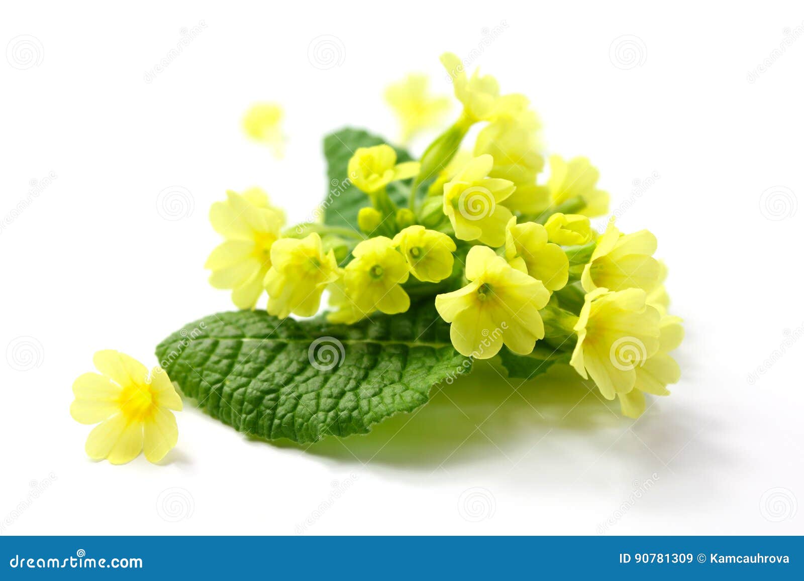 Primaverina, Veris Della Primula Immagine Stock - Immagine di verde ...