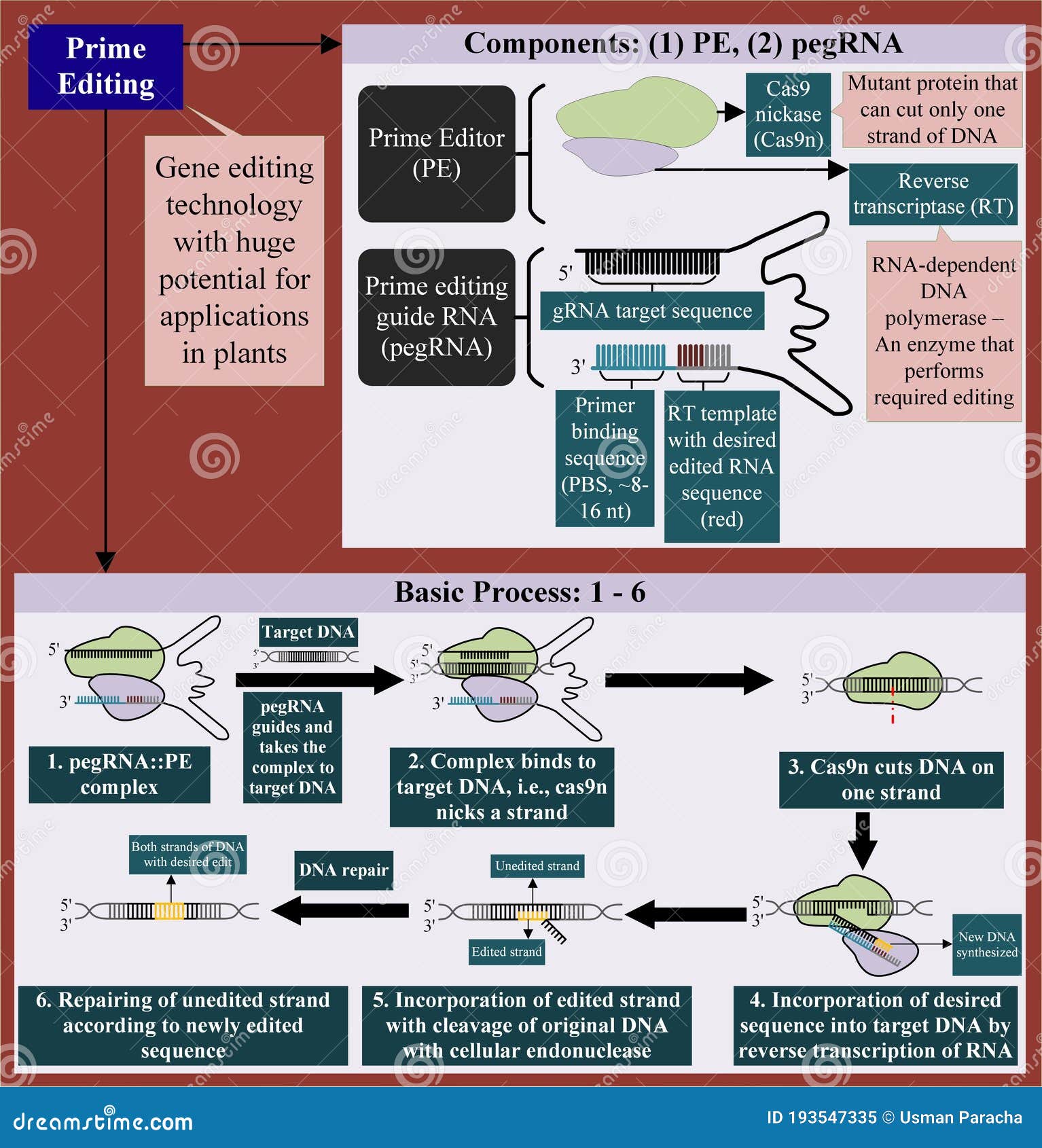 Prime Editing - a Gene Editing Technology Stock Illustration ...