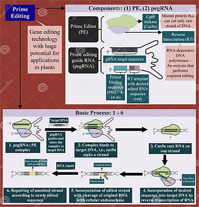 Prime Editing - a Gene Editing Technology Stock Illustration ...
