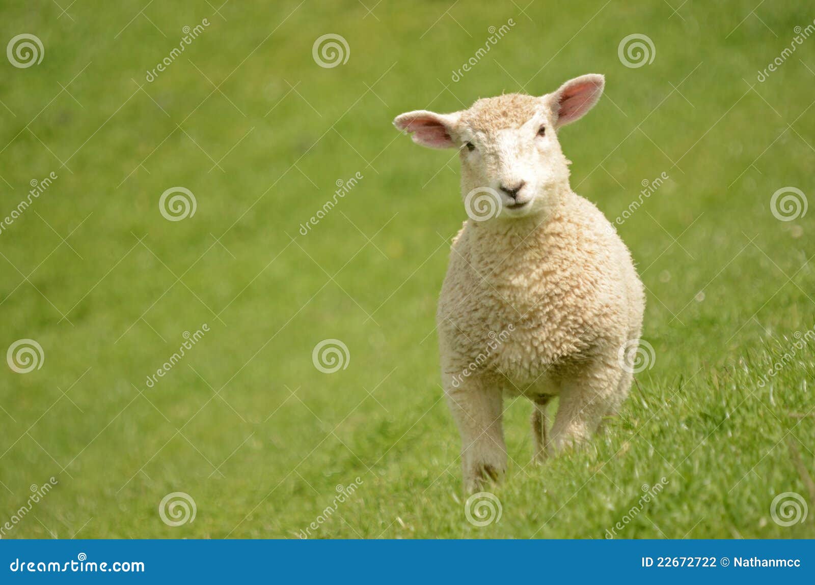 Prime Lamb stock photo. Image of green, lamb, agriculture - 22672722