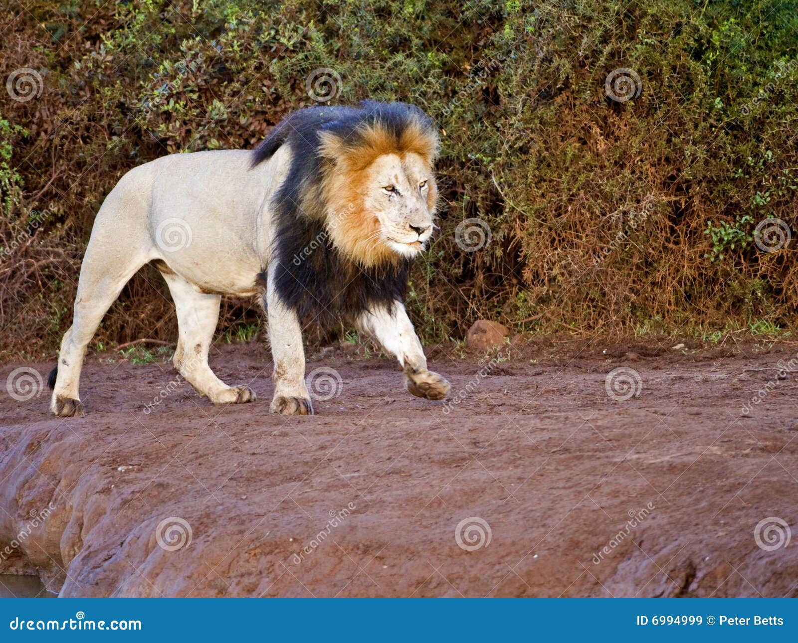 Prime Lion stock image. Image of male, conservation, majestic - 6994999