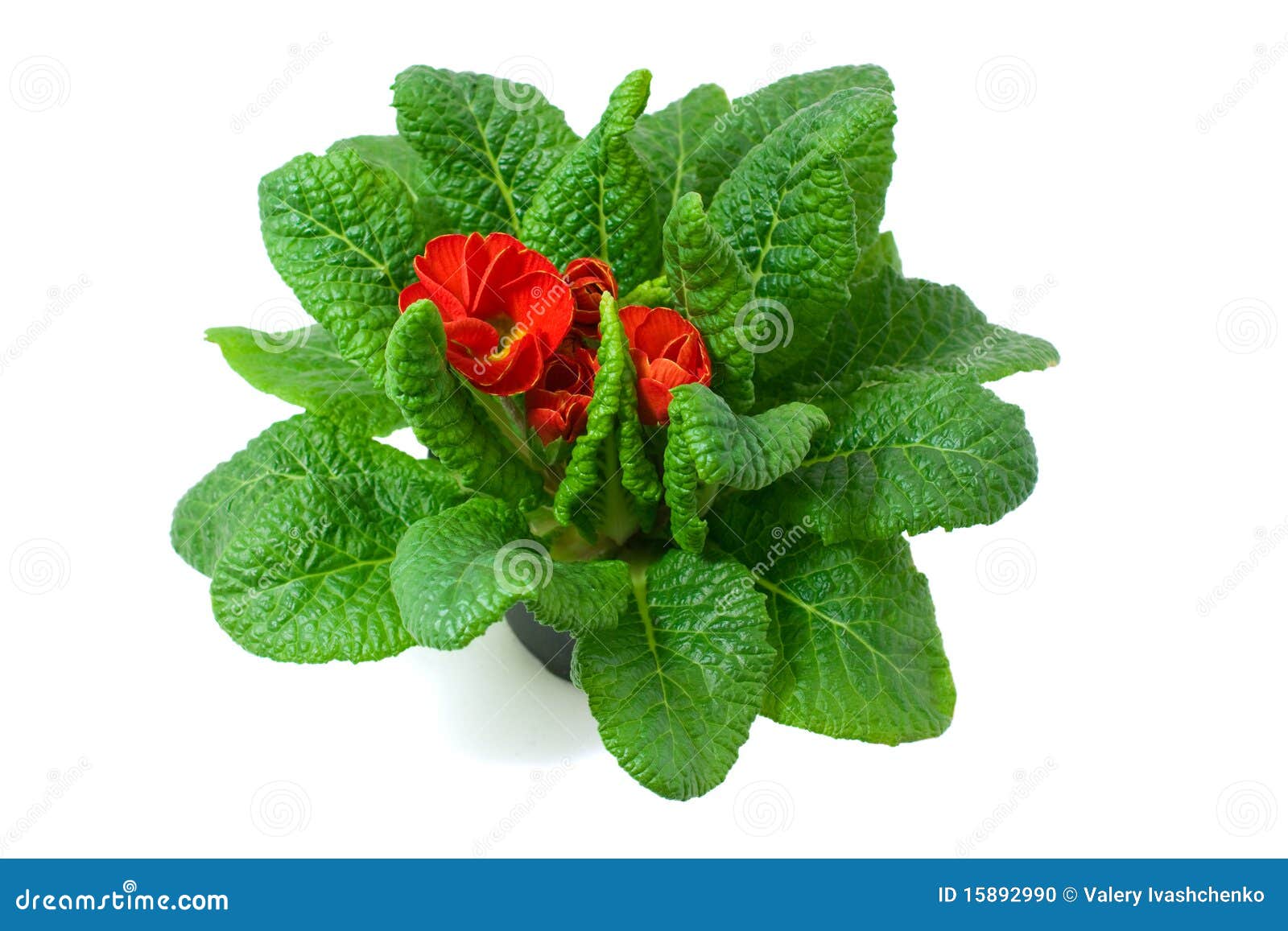 Primel stockfoto. Bild von zeitgenössisch, botanik, makro - 15892990