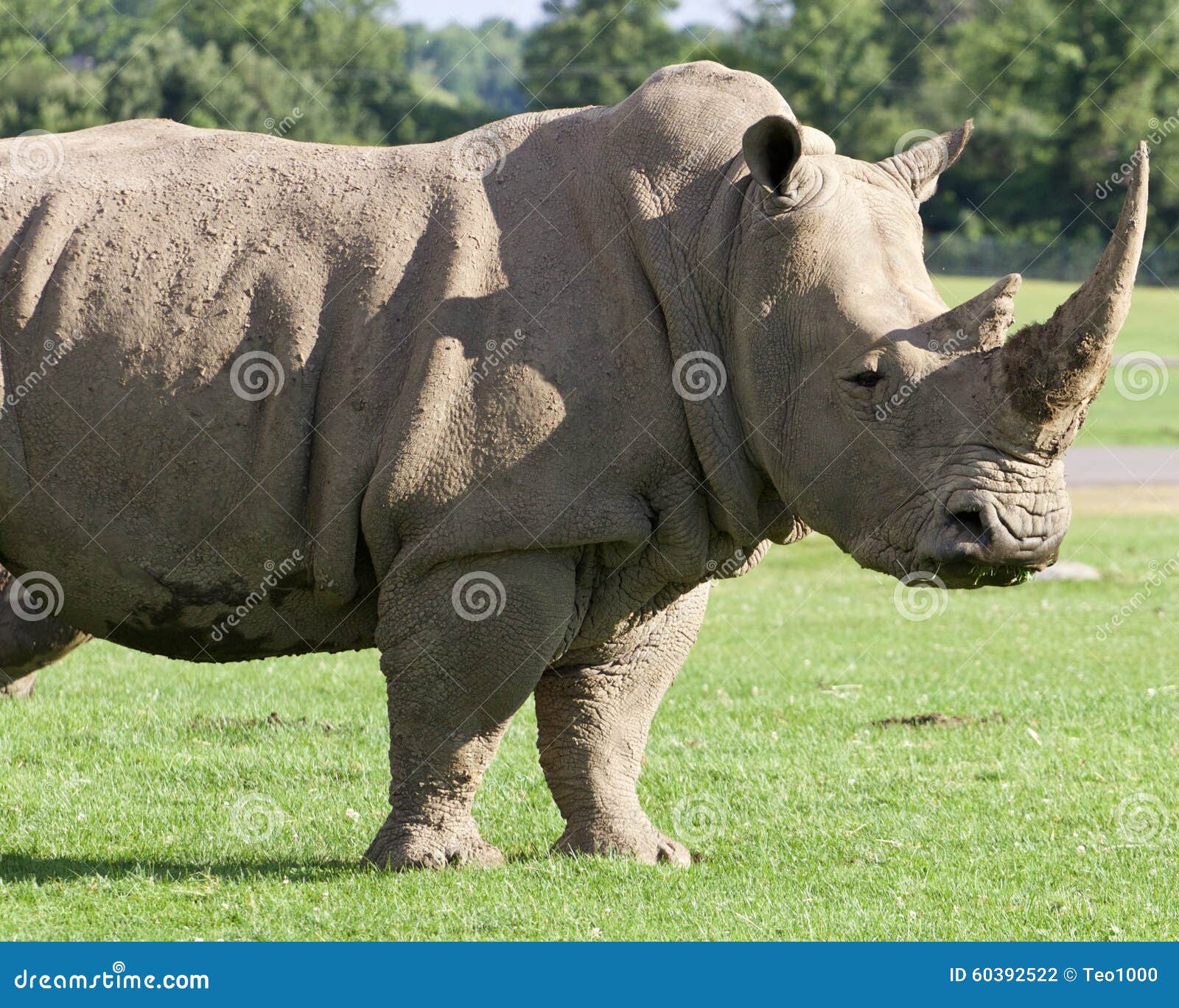 Primer blanco del rhyno foto de archivo. Imagen de social - 60392522