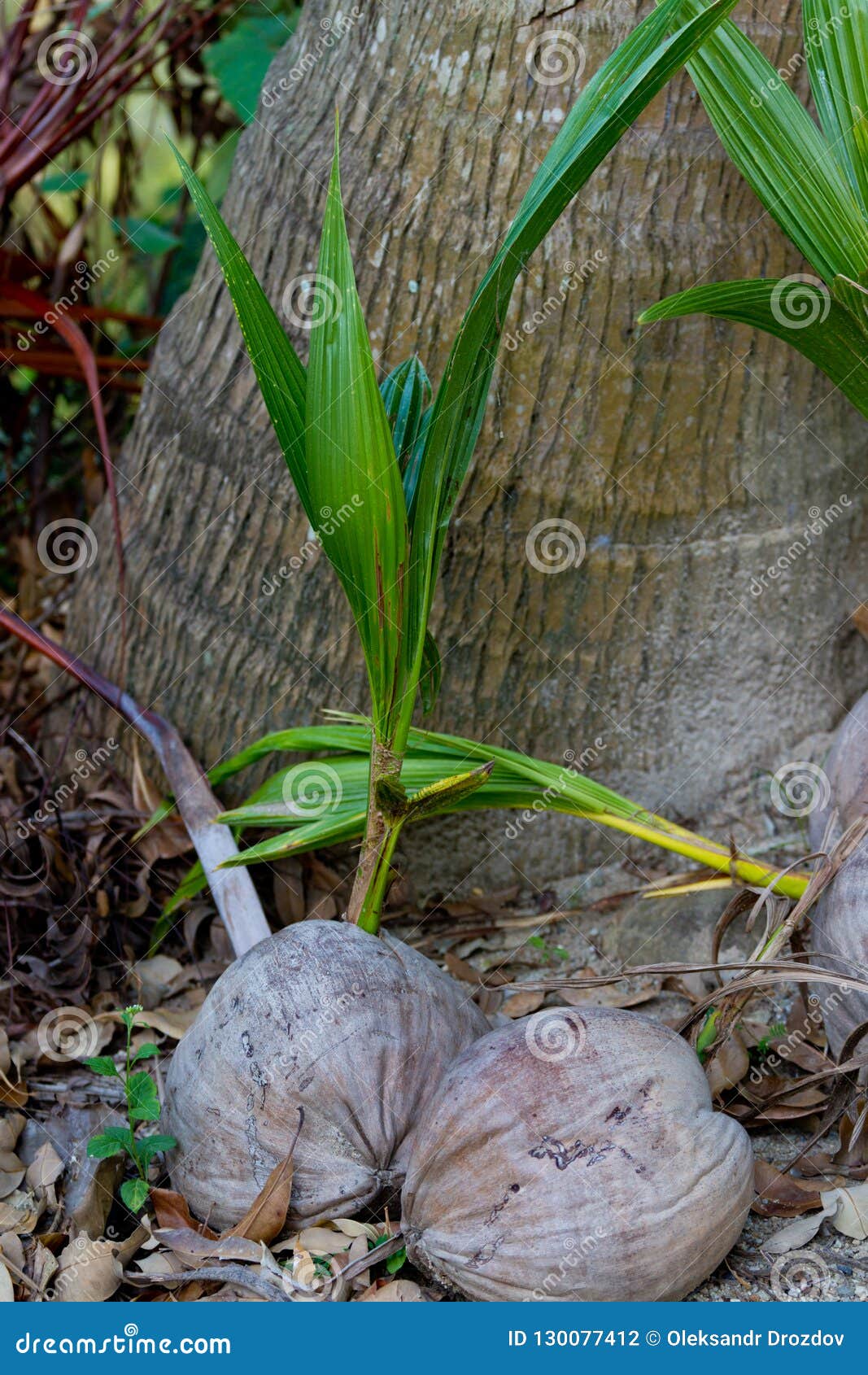 Primer brotado del coco foto de archivo. Imagen de alimento - 130077412