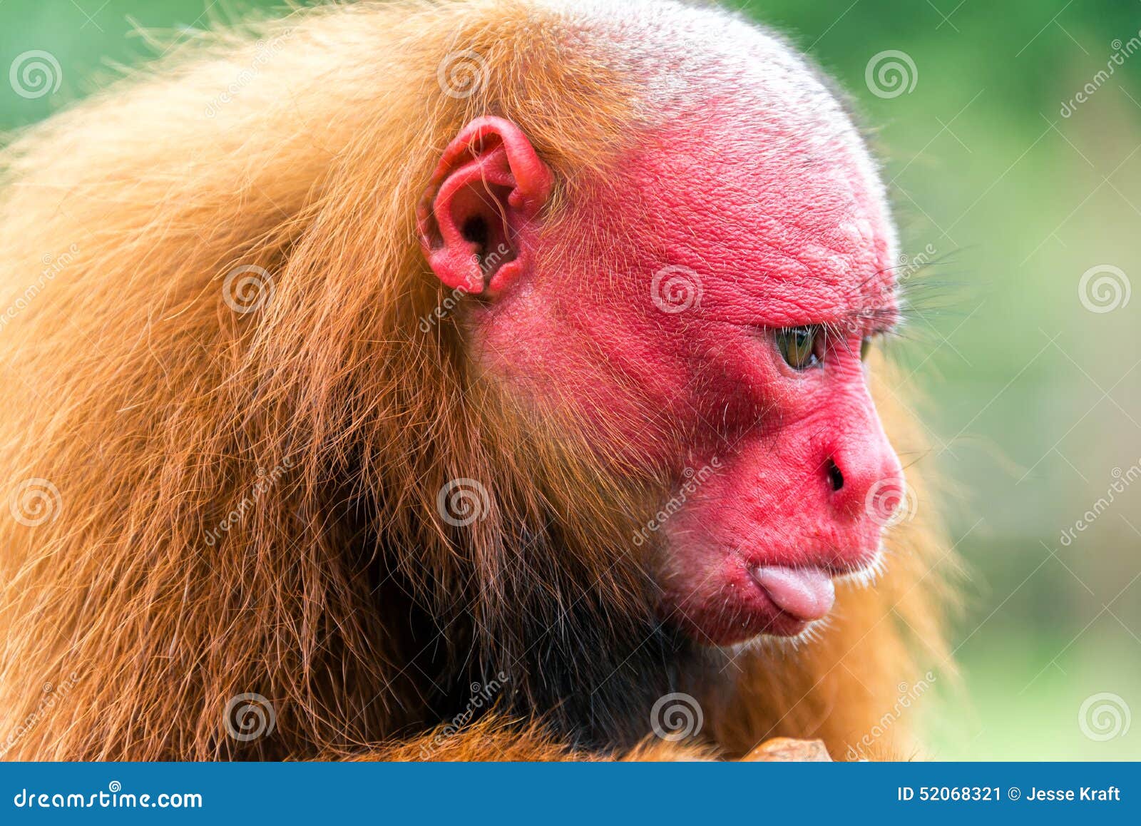 Primer calvo de Uakari imagen de archivo. Imagen de especie - 52068321