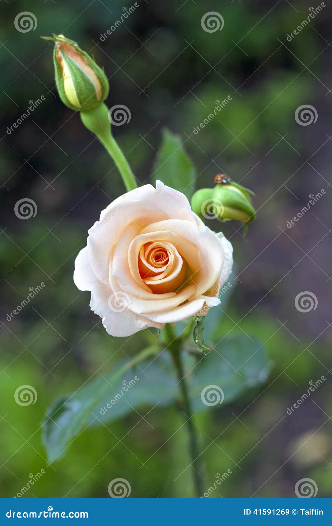 Primer Color De Rosa De La Oferta Imagen de archivo - Imagen de hoja ...