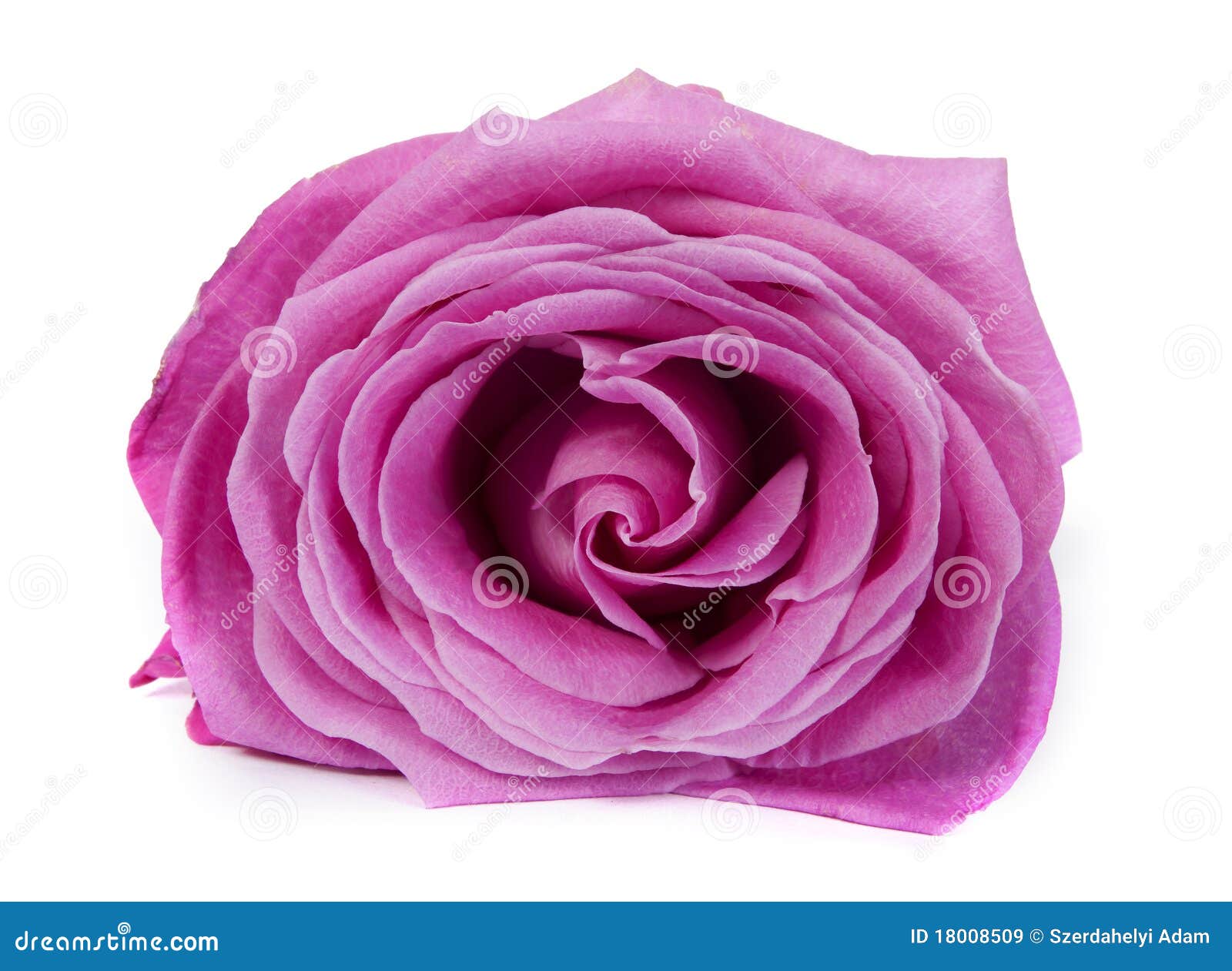 Primer Color De Rosa Del Color De Rosa Imagen de archivo - Imagen de ...