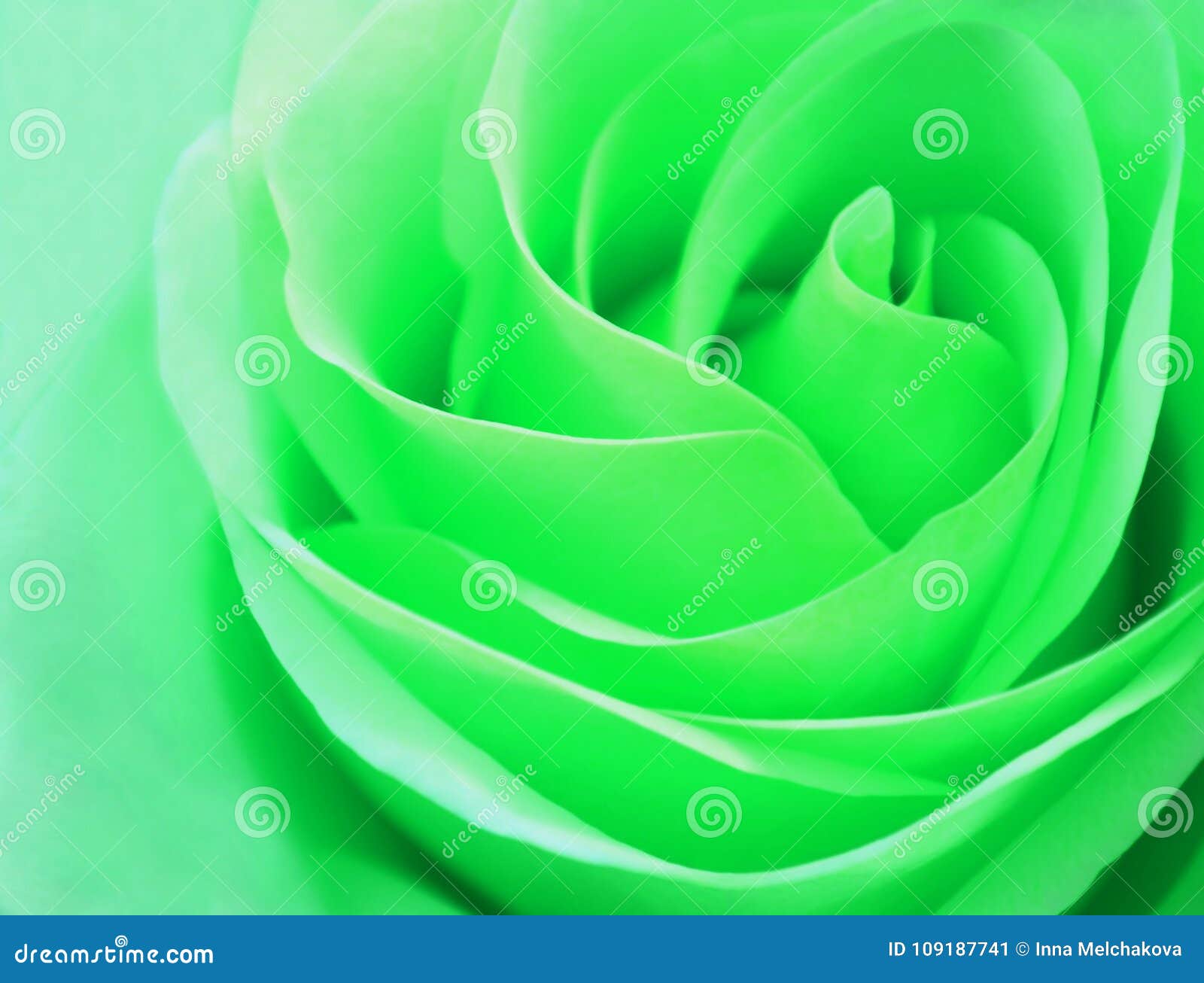 Primer Color De Rosa De La Menta Delicada Del Capullo De Rosa Imagen de ...