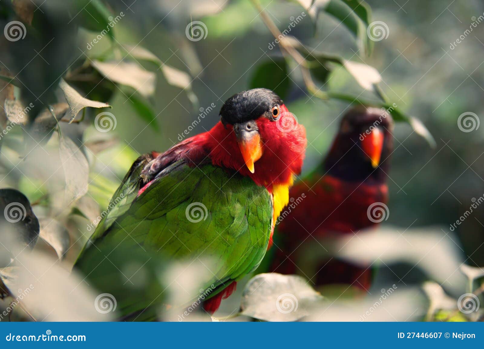Primer Colorido De Los Loros Imagen de archivo - Imagen de escarlata ...