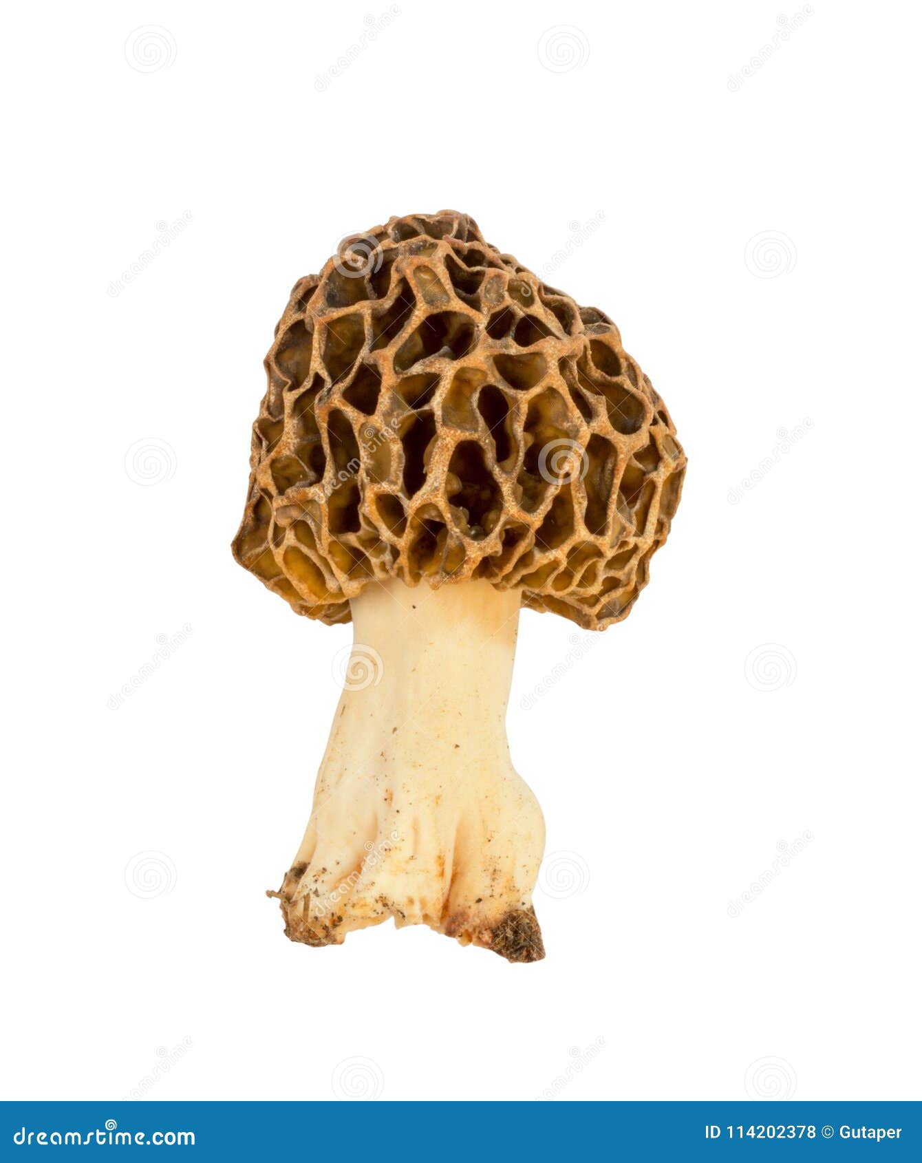 Primer Comestible De La Morilla De La Seta Aislado En Blanco Foto de ...