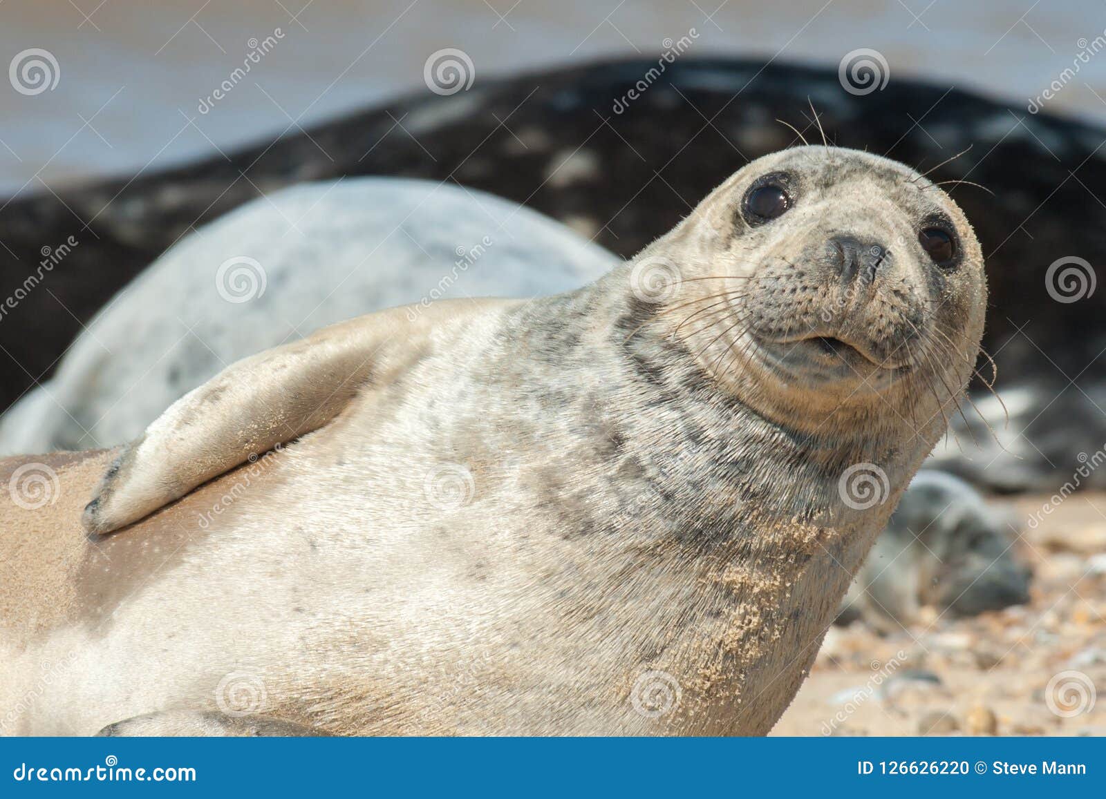 Primer de cría de foca foto de archivo. Imagen de boca - 126626220