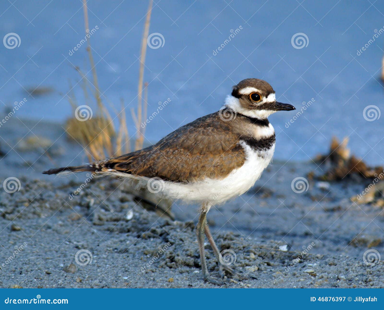 Primer De Kildeer Por El Lago Imagen de archivo - Imagen de aviar ...