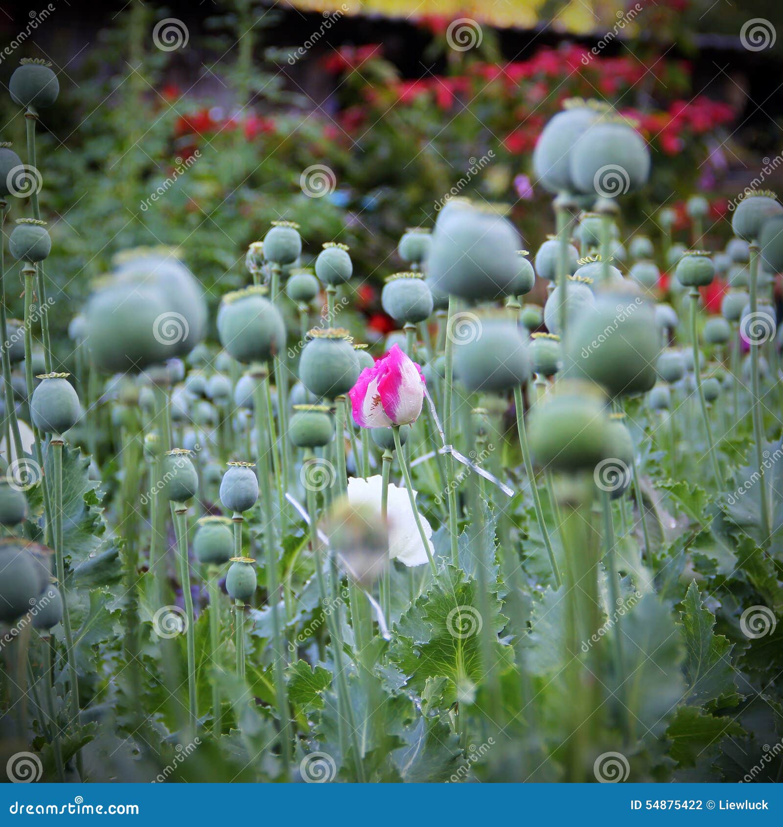 Primer De La Amapola De Opio De La Flor Foto de archivo - Imagen de ...