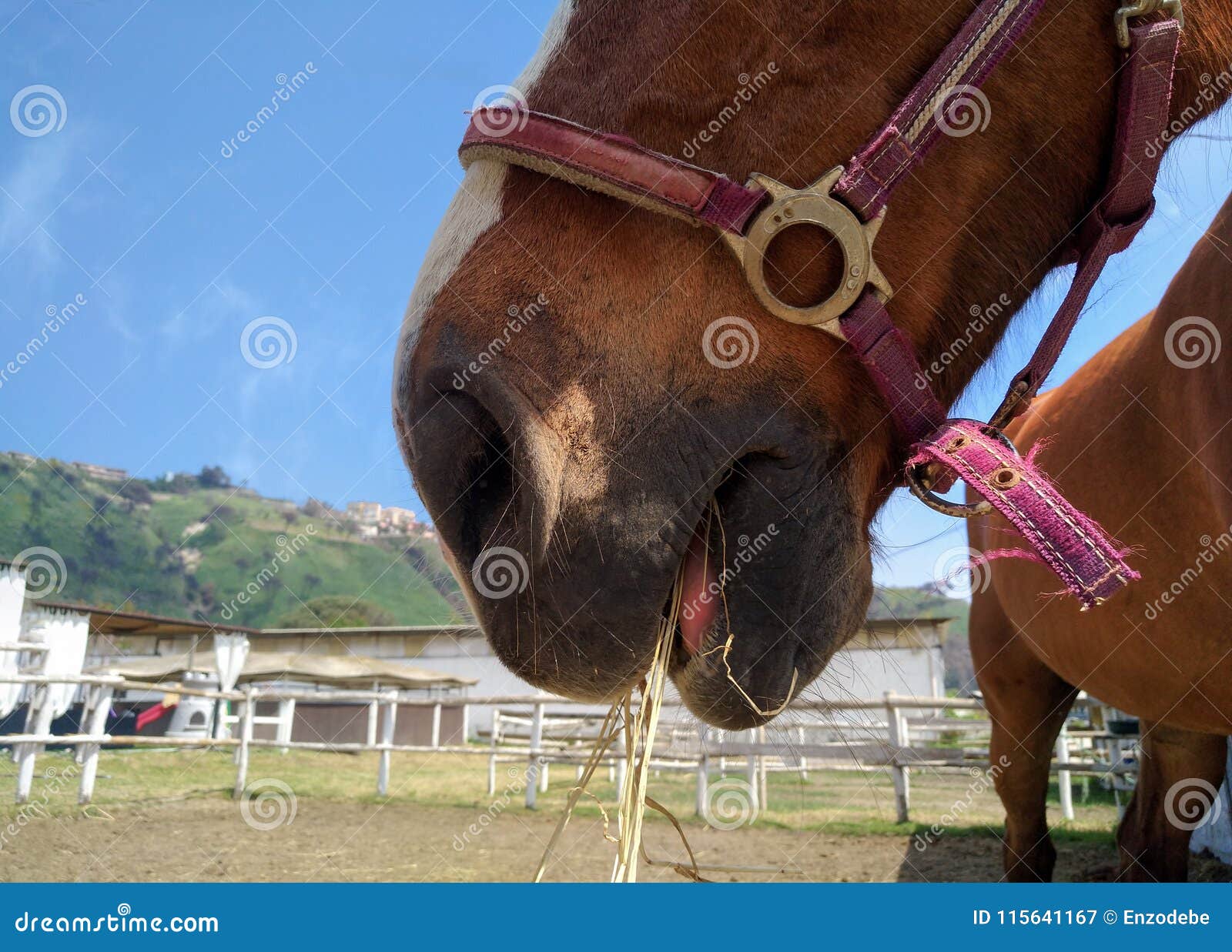 Primer De La Boca Del Caballo Imagen de archivo - Imagen de granja ...